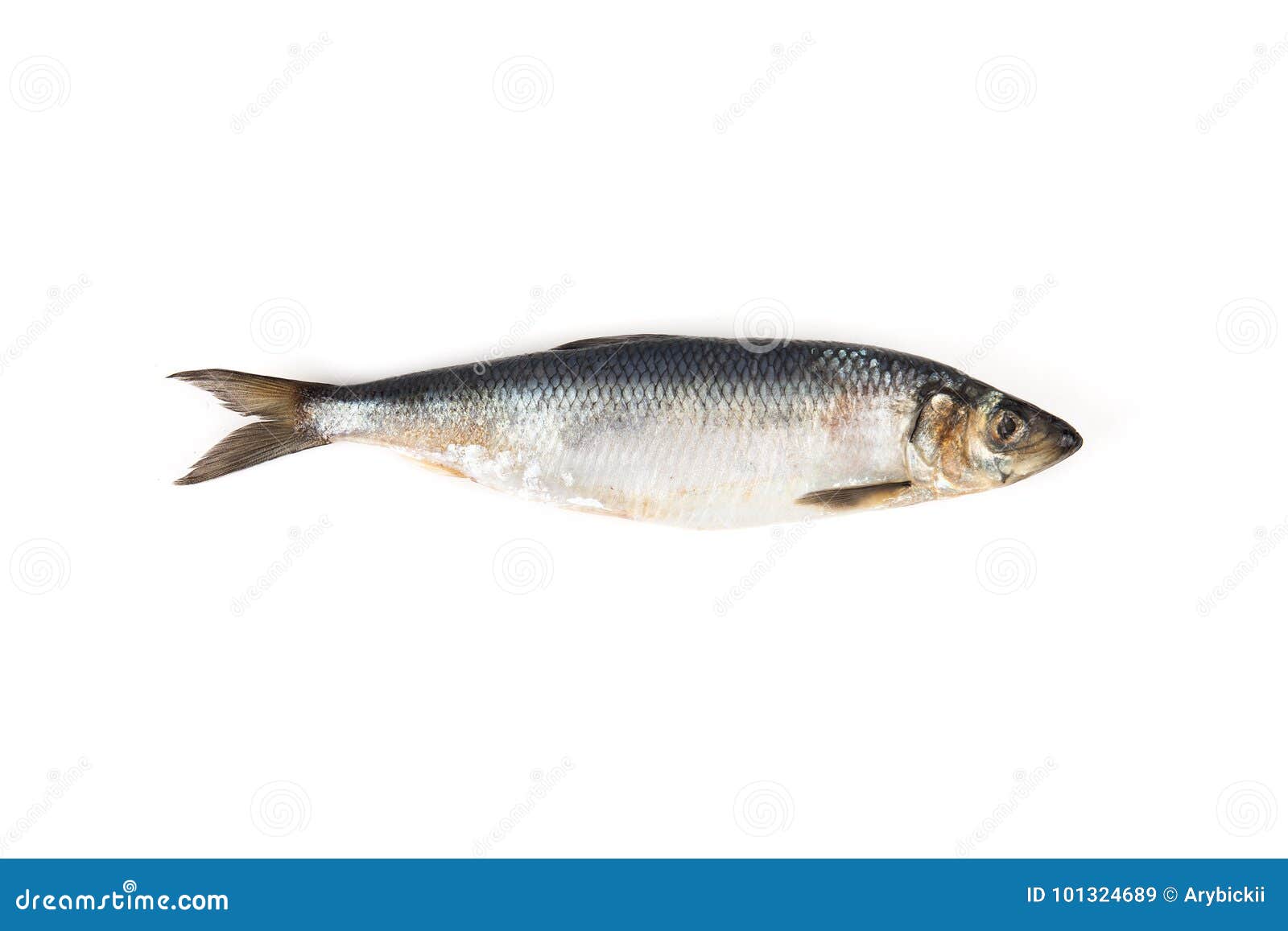Aringa cruda isolata immagine stock. Immagine di seafood - 101324689