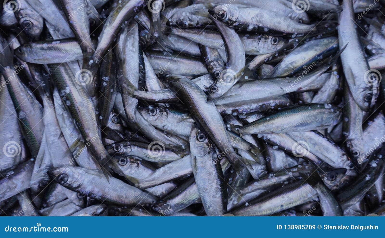 Aringa del mare immagine stock. Immagine di scale, teste - 138985209