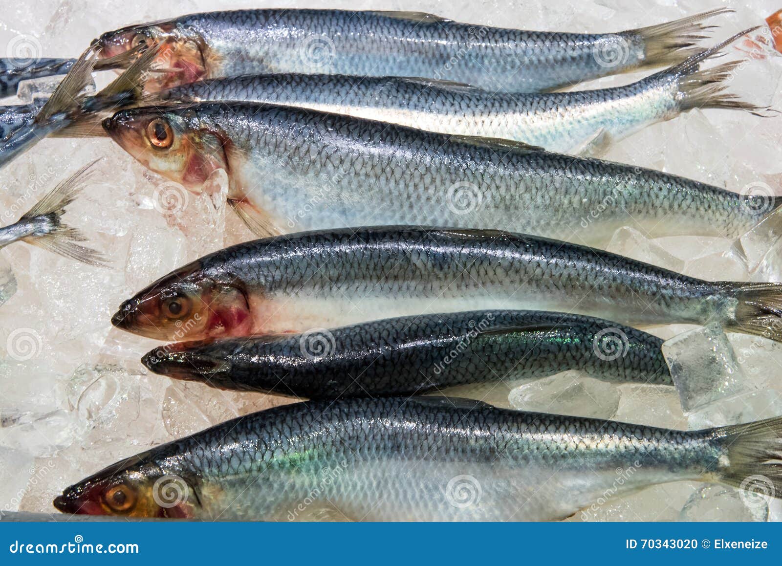 Aringa Fresca Ad Un Mercato Ittico Fotografia Stock - Immagine di ...