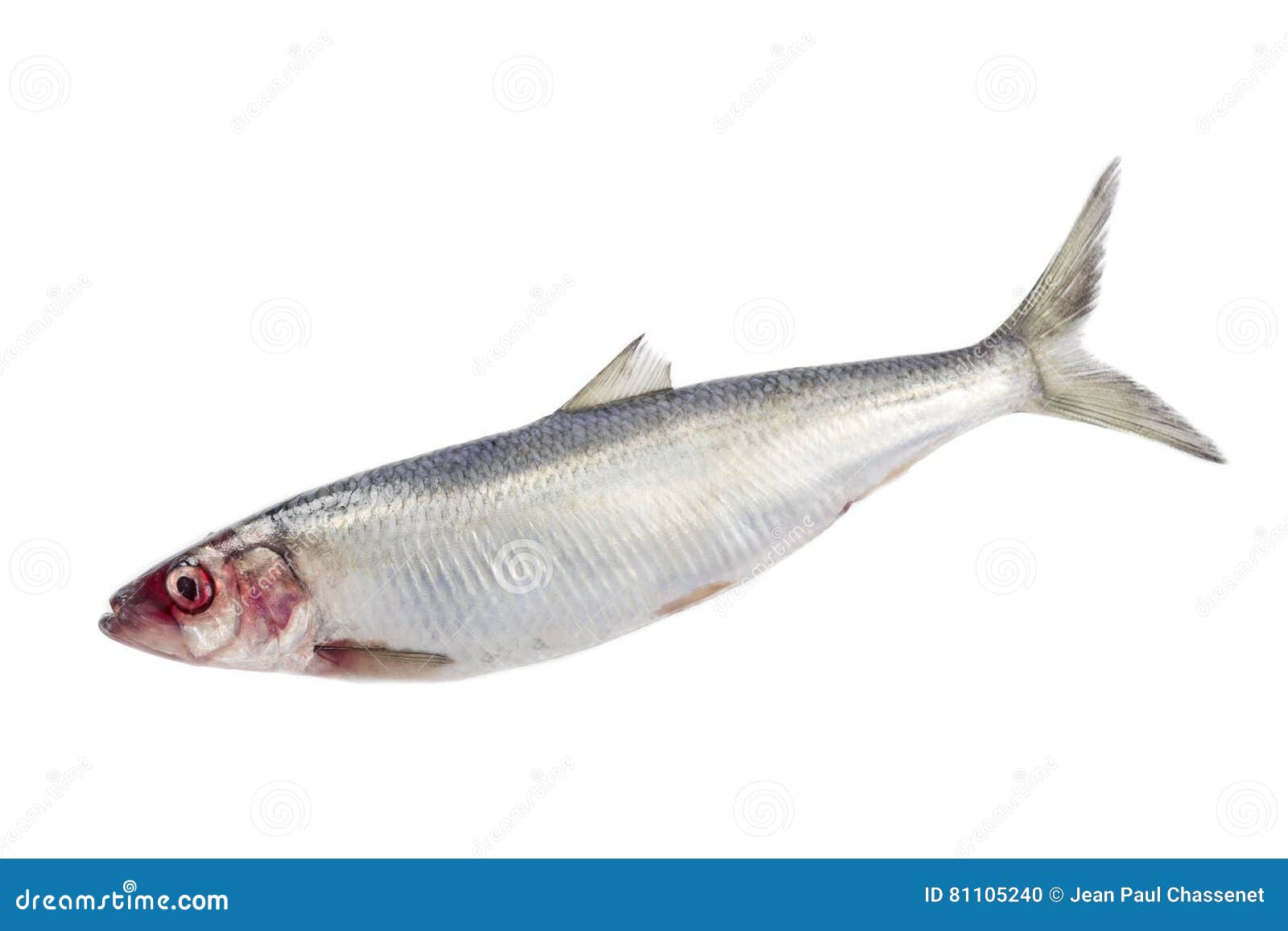 Aringa Isolata Su Fondo Bianco Fotografia Stock - Immagine di bocca ...