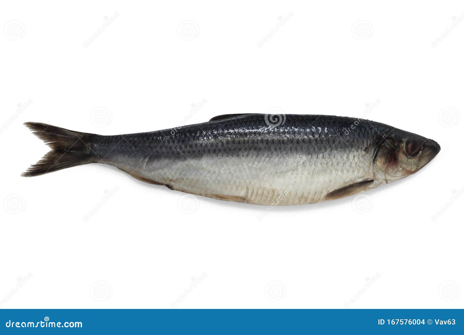 Aringa fotografia stock. Immagine di sfondo, animale - 167576004