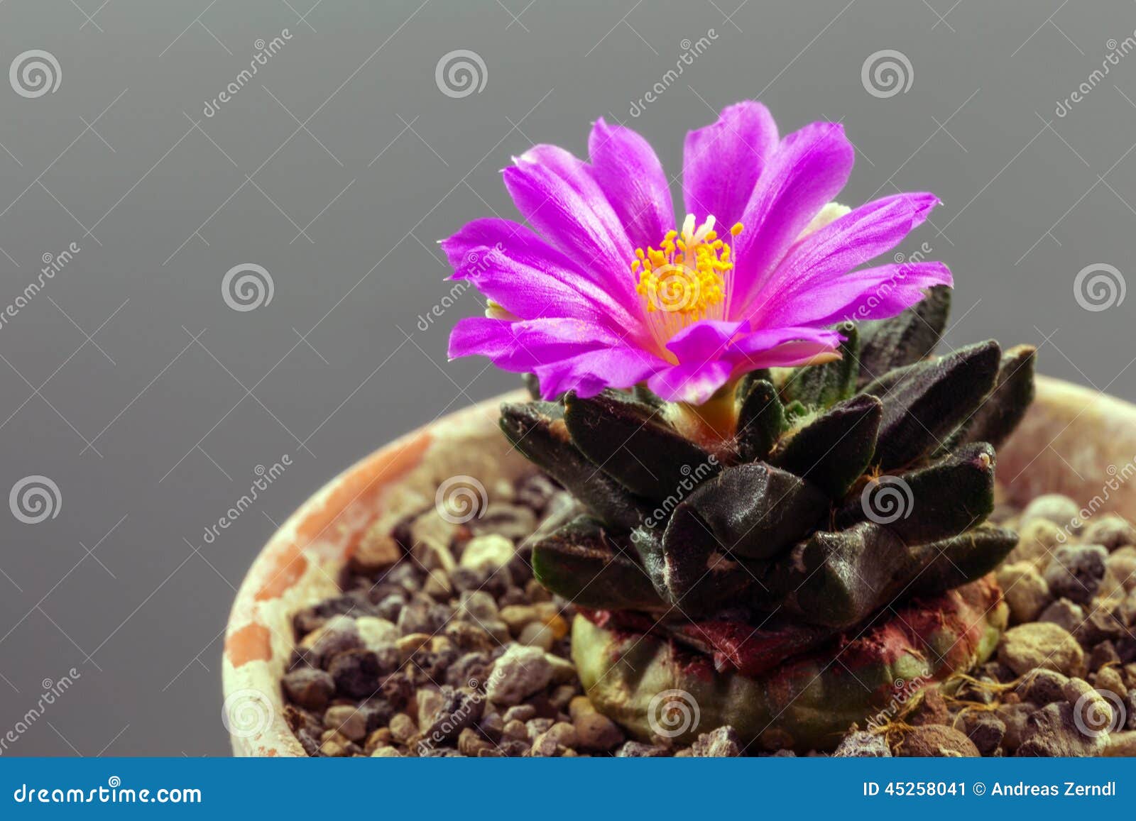 Ariocarpus Scapharostrus Stock Photos - Free & Royalty-Free Stock ...