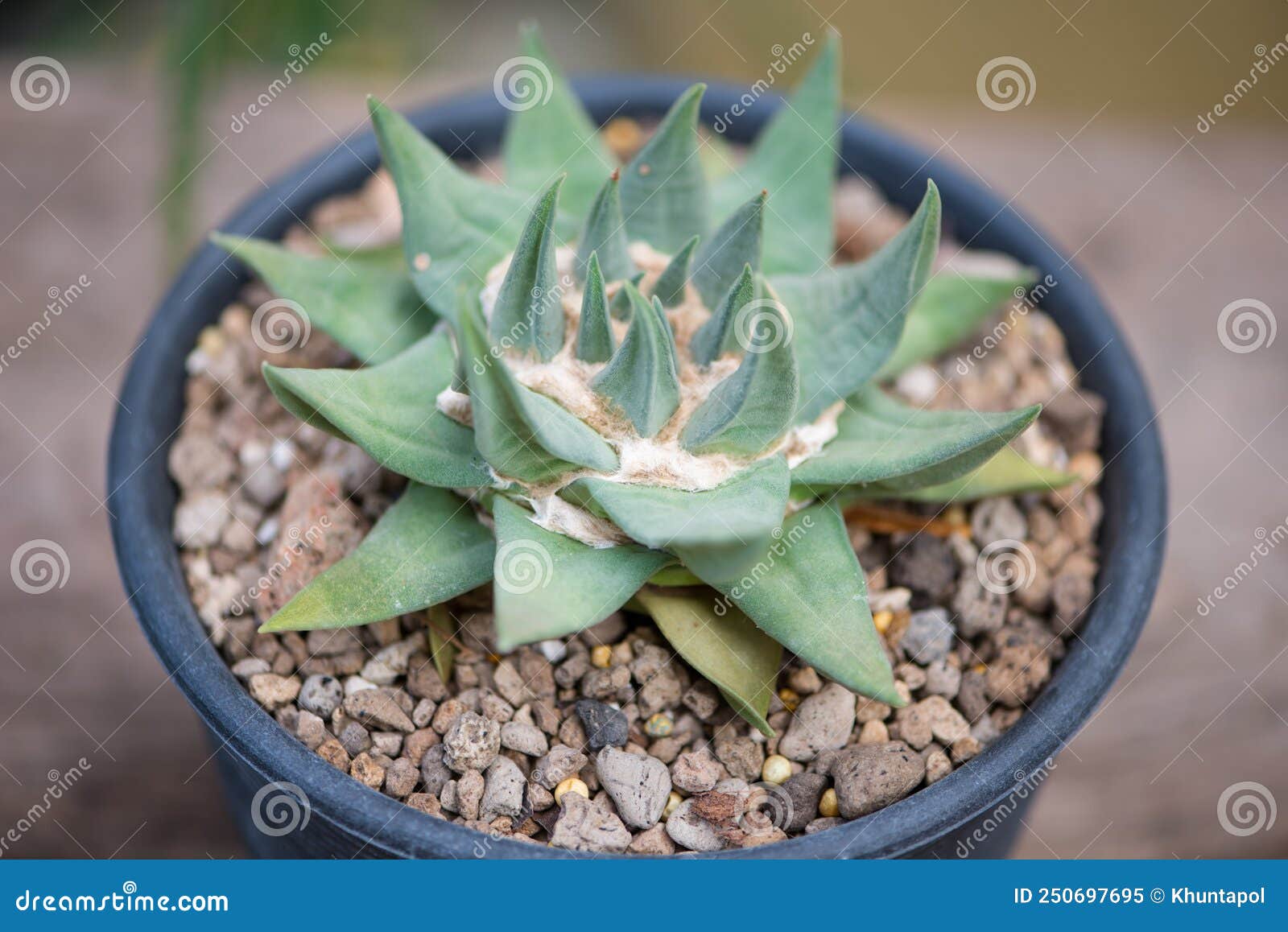 Ariocarpus Trigonus Cactus in Pot and Flower Stock Image - Image of ...
