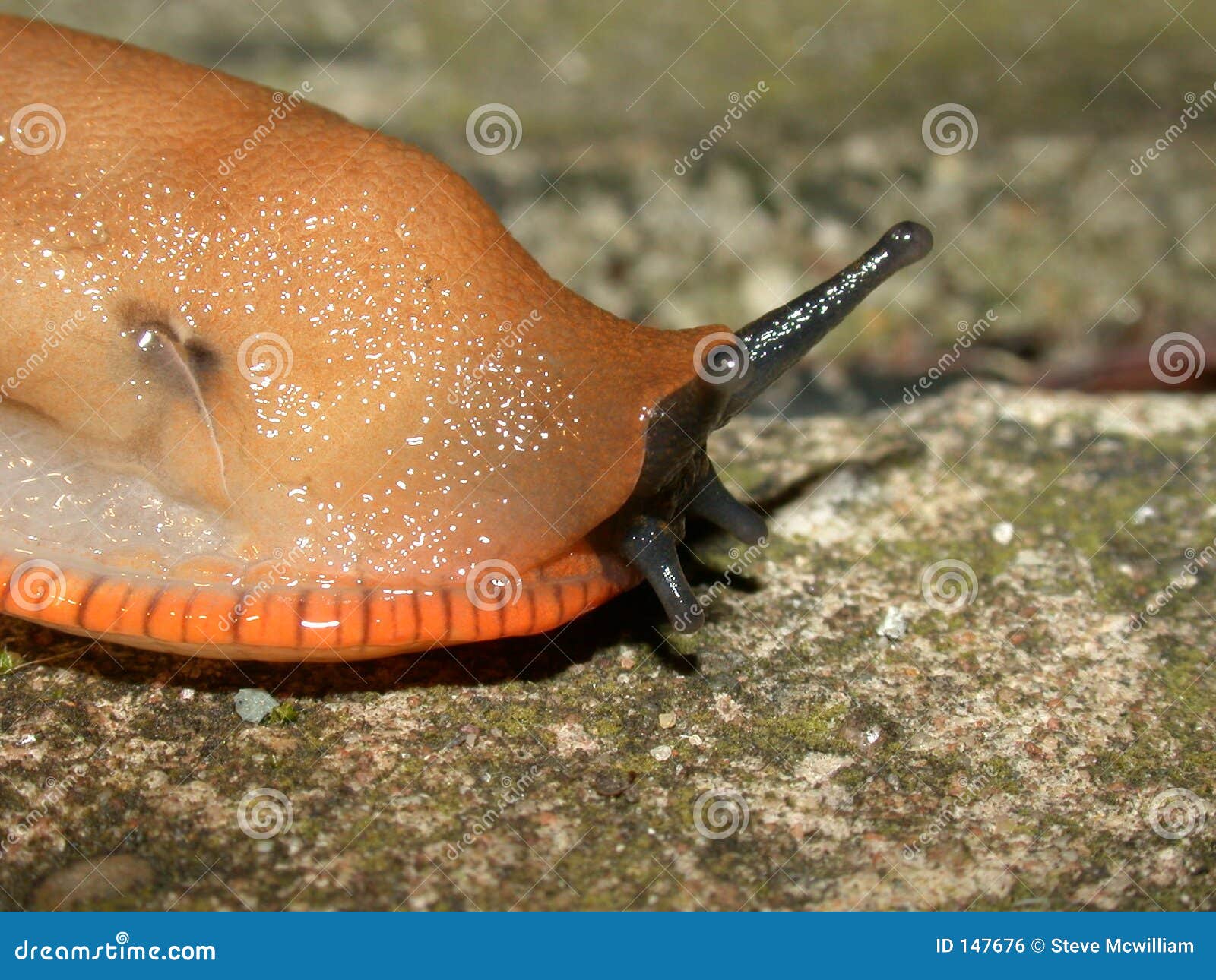 Arion ater Slug 01 stock photo. Image of ater, slug, slimy - 147676