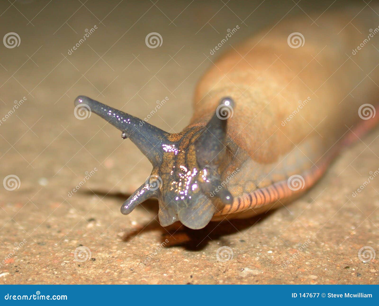 Arion ater Slug 02 stock image. Image of invertebrate, animal - 147677