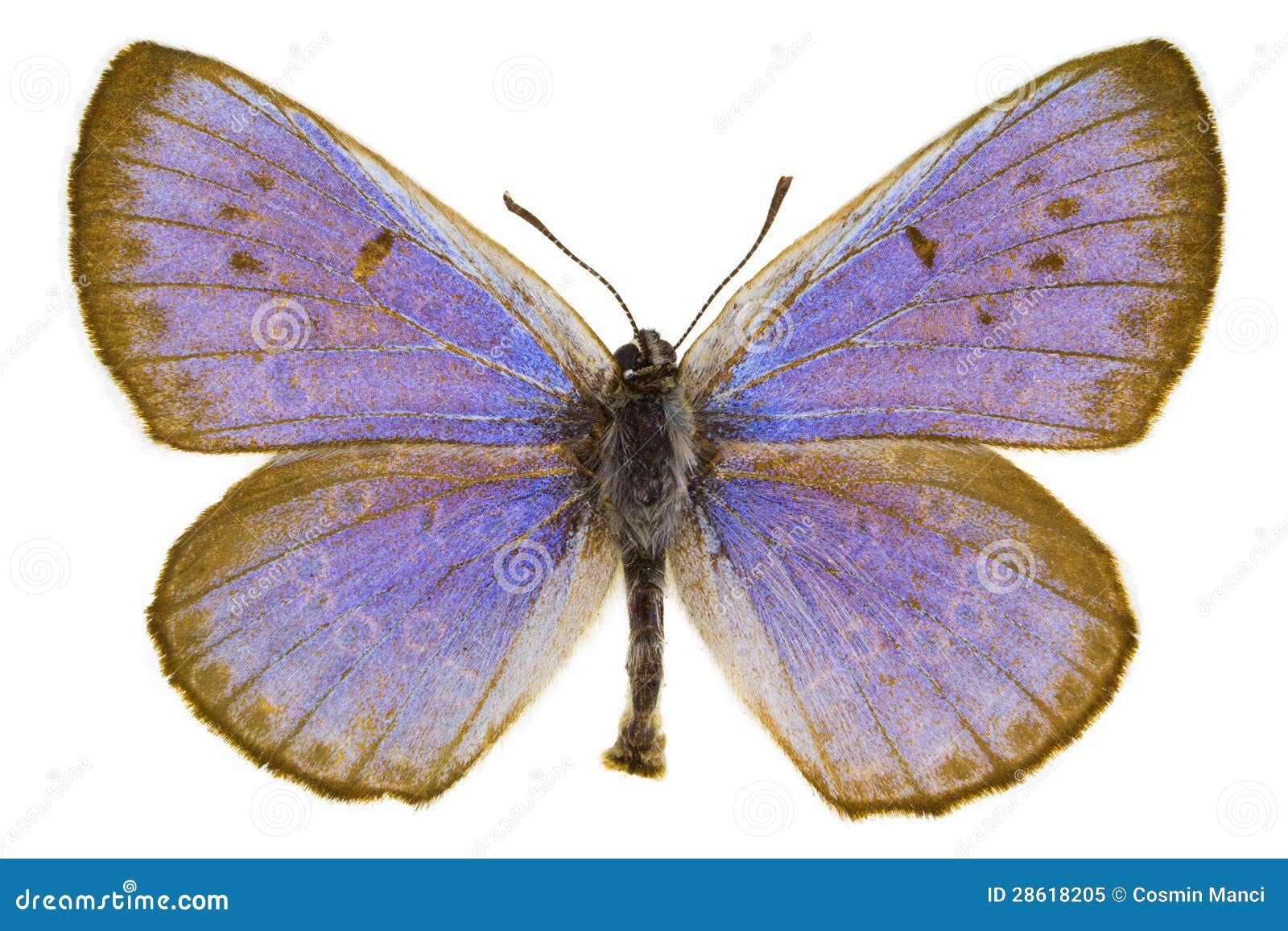 Arion De Phengaris (grand Bleu) Image stock - Image du projectile ...