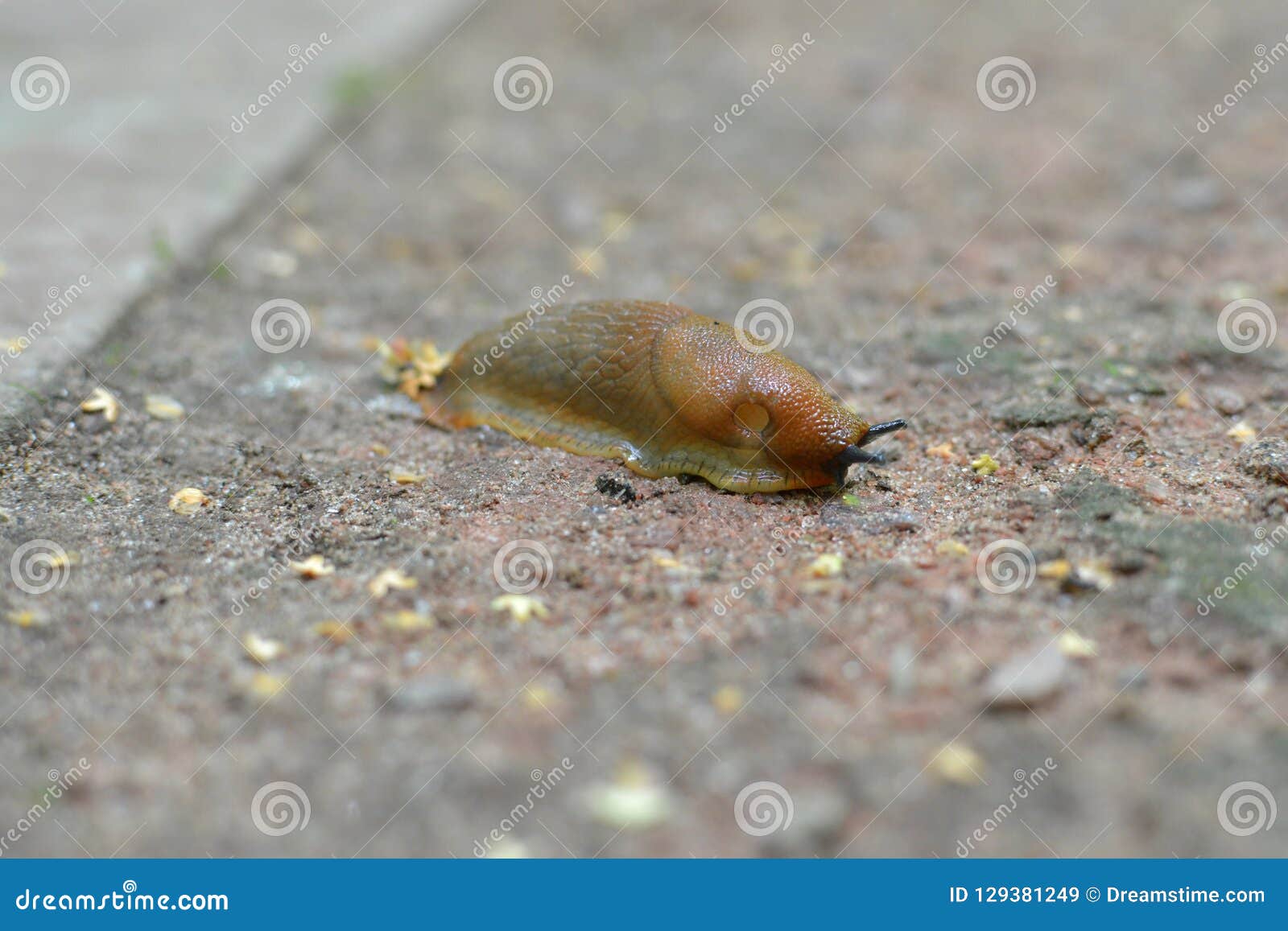 Arion Lusitanicus, Land Slug in the Yard Stock Image - Image of brown ...