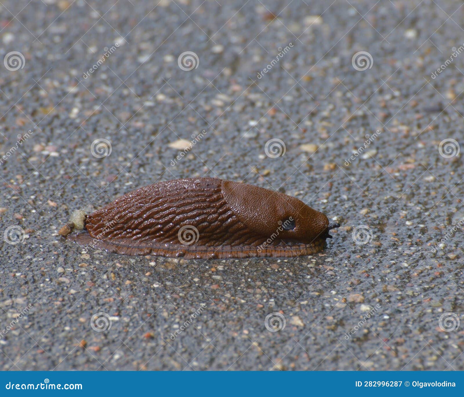 Arion Vulgaris - the Slug Crawling on Asphalt Stock Image - Image of ...