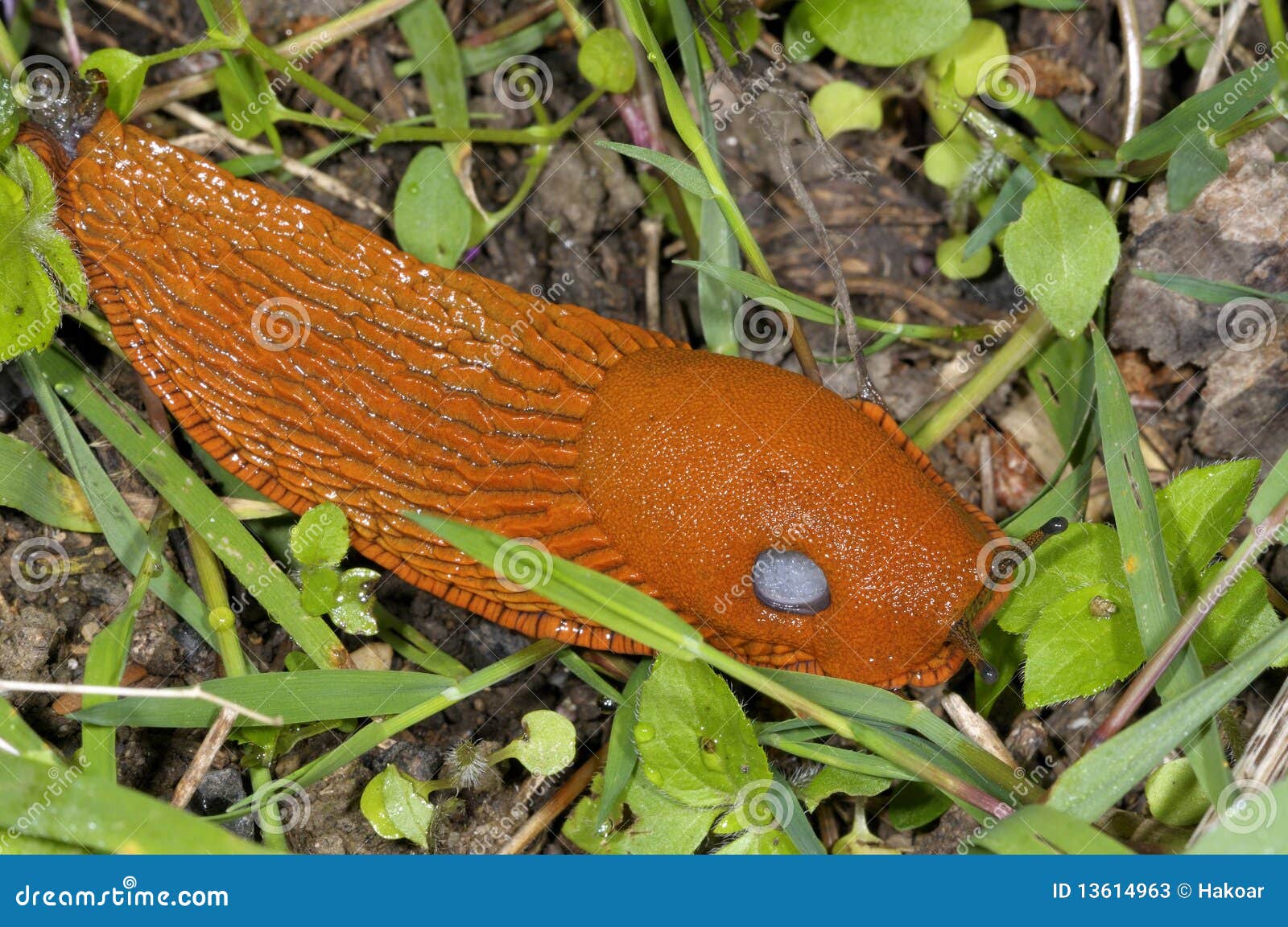 Arion Vulgaris, Slug Espanhol Imagem de Stock - Imagem de espanhol ...