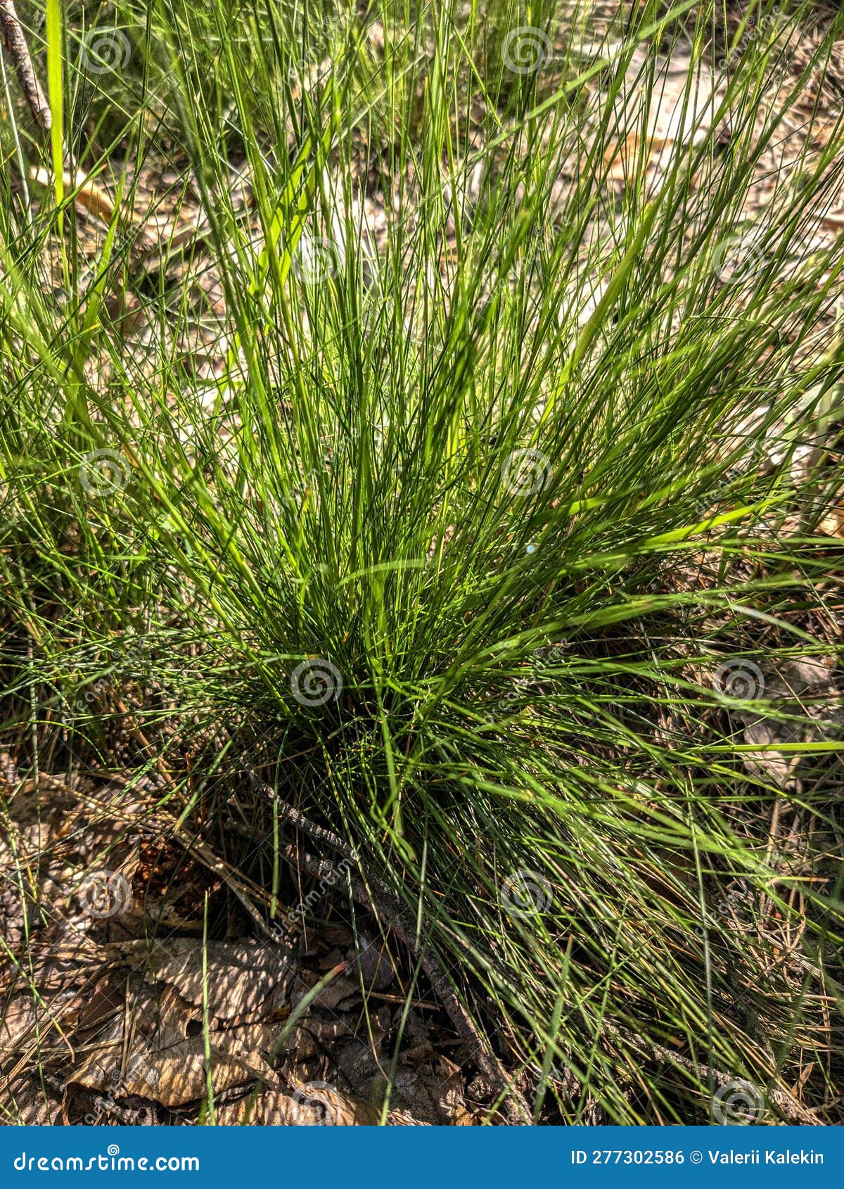 Aristida Stricta Stock Photos - Free & Royalty-Free Stock Photos from ...