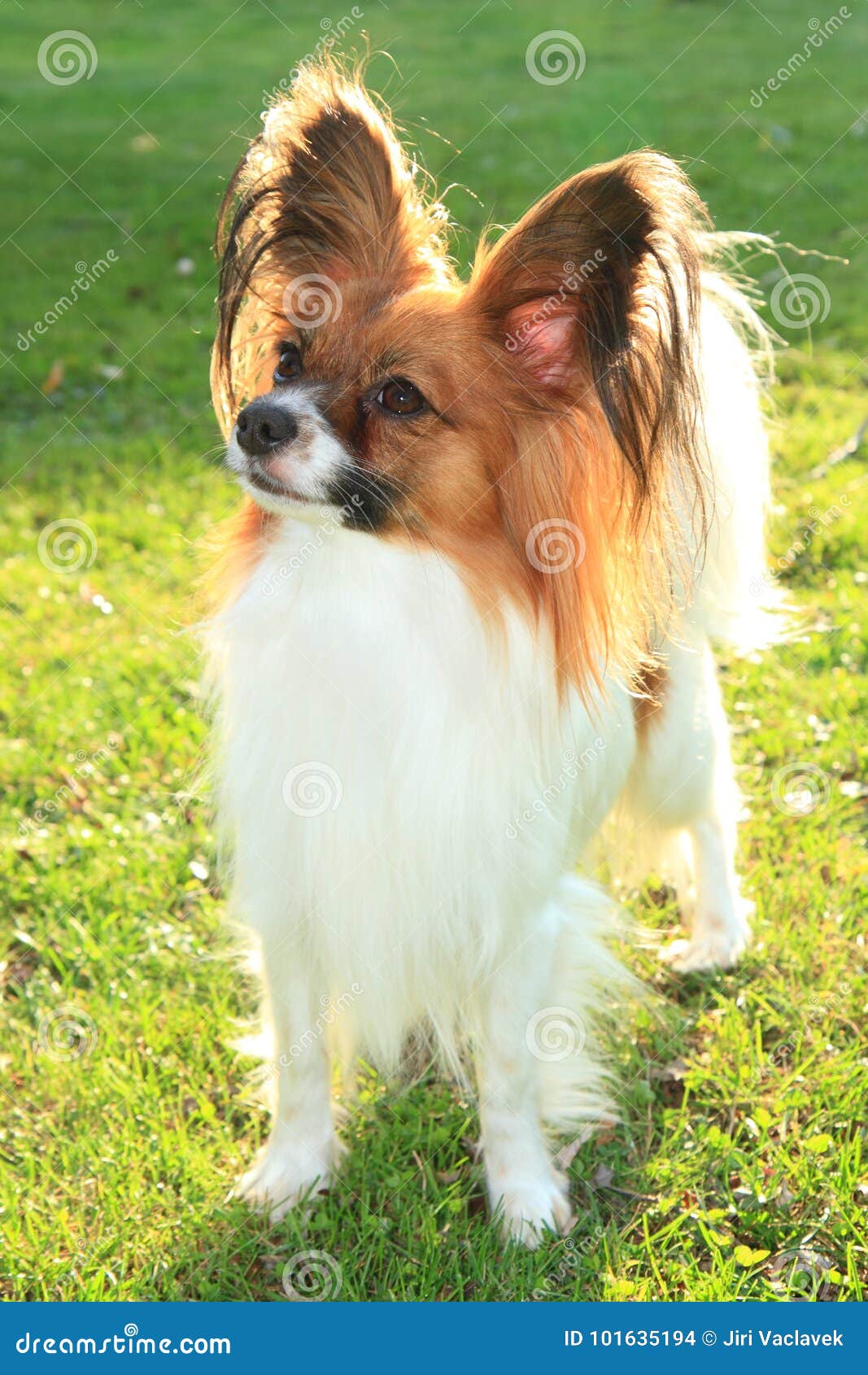 Papilon Dog in the Green Grass Stock Photo - Image of beautiful, green ...