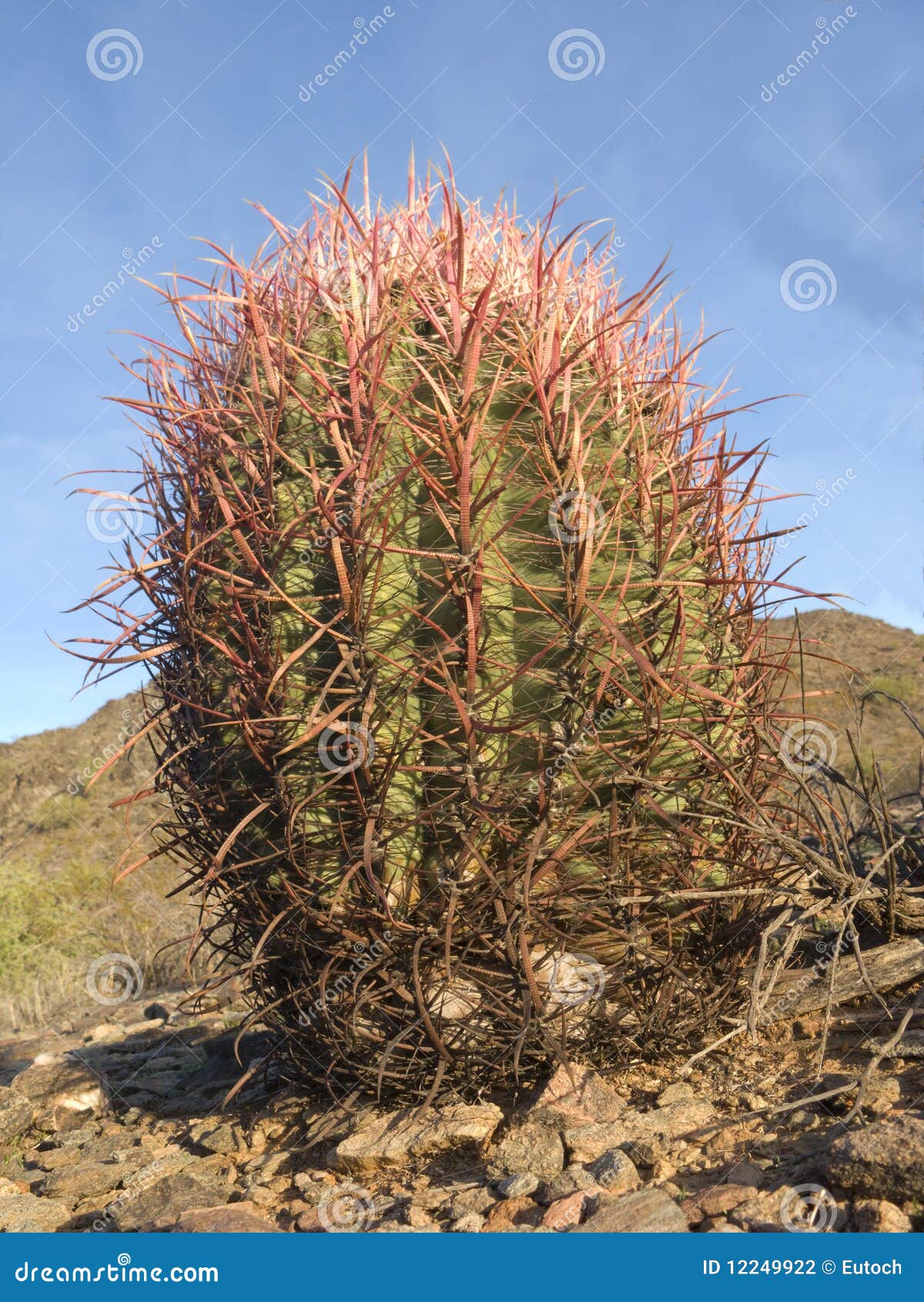 Arizona Barrel Cactus stock photo. Image of southwestern - 12249922