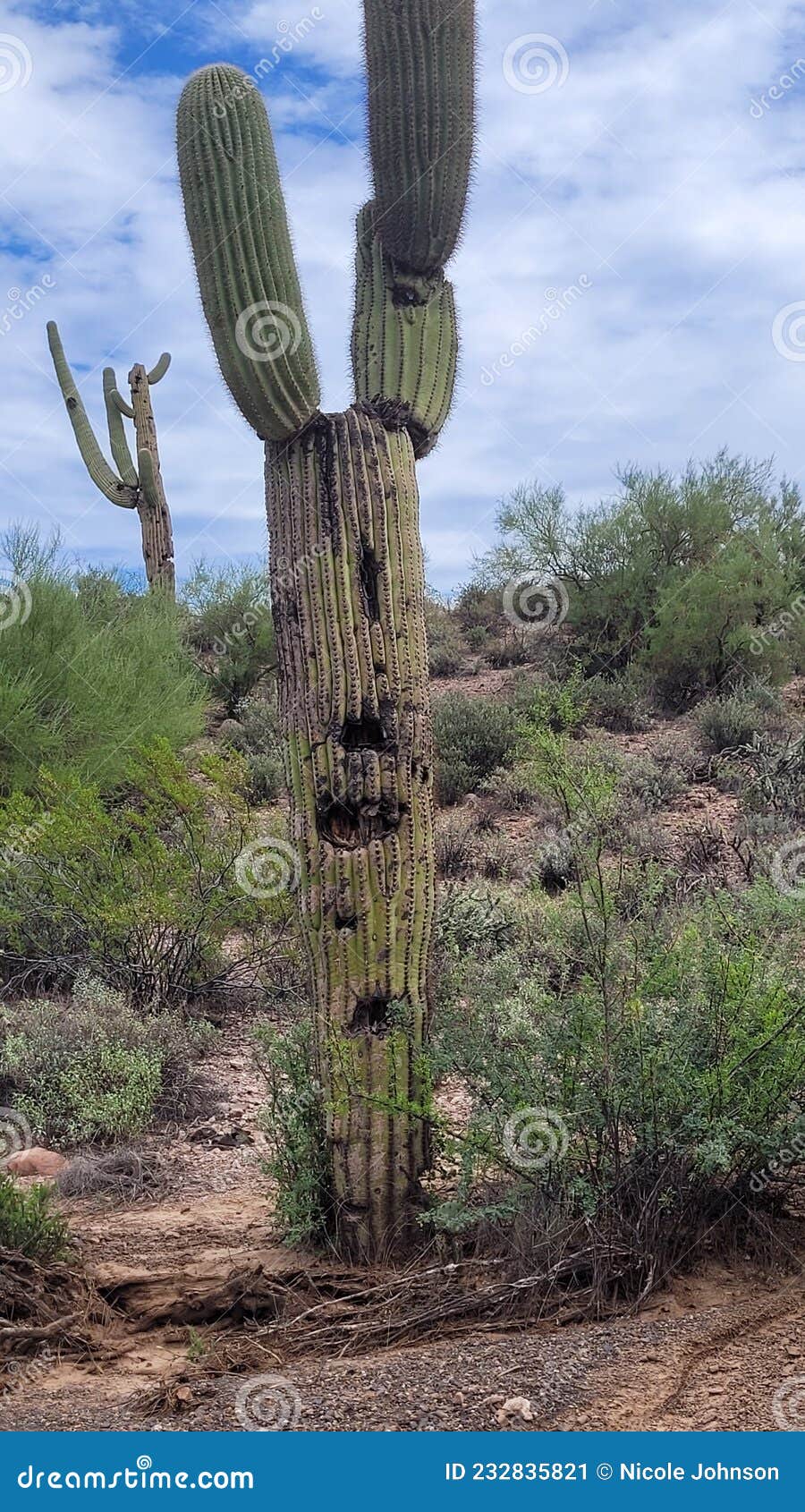 Arizona Beauty Overload stock image. Image of rock, landscape - 232835821