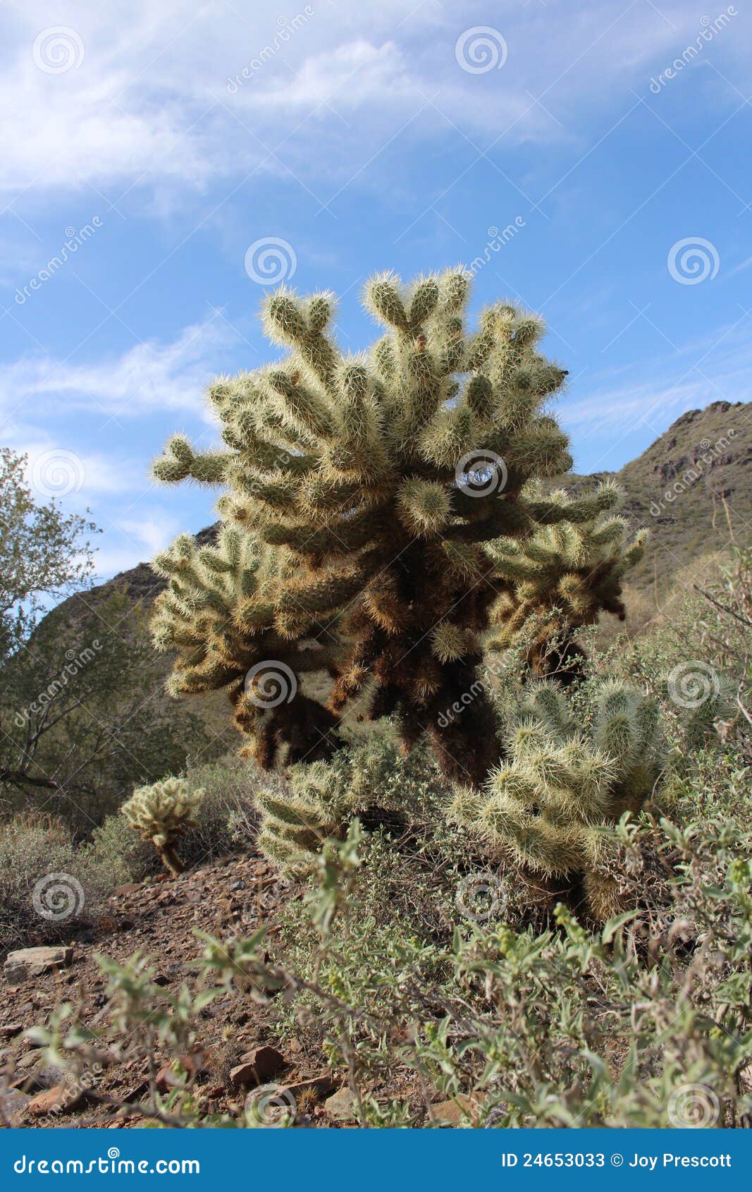 Arizona Cactus stock image. Image of nature, cactus, cacti - 24653033