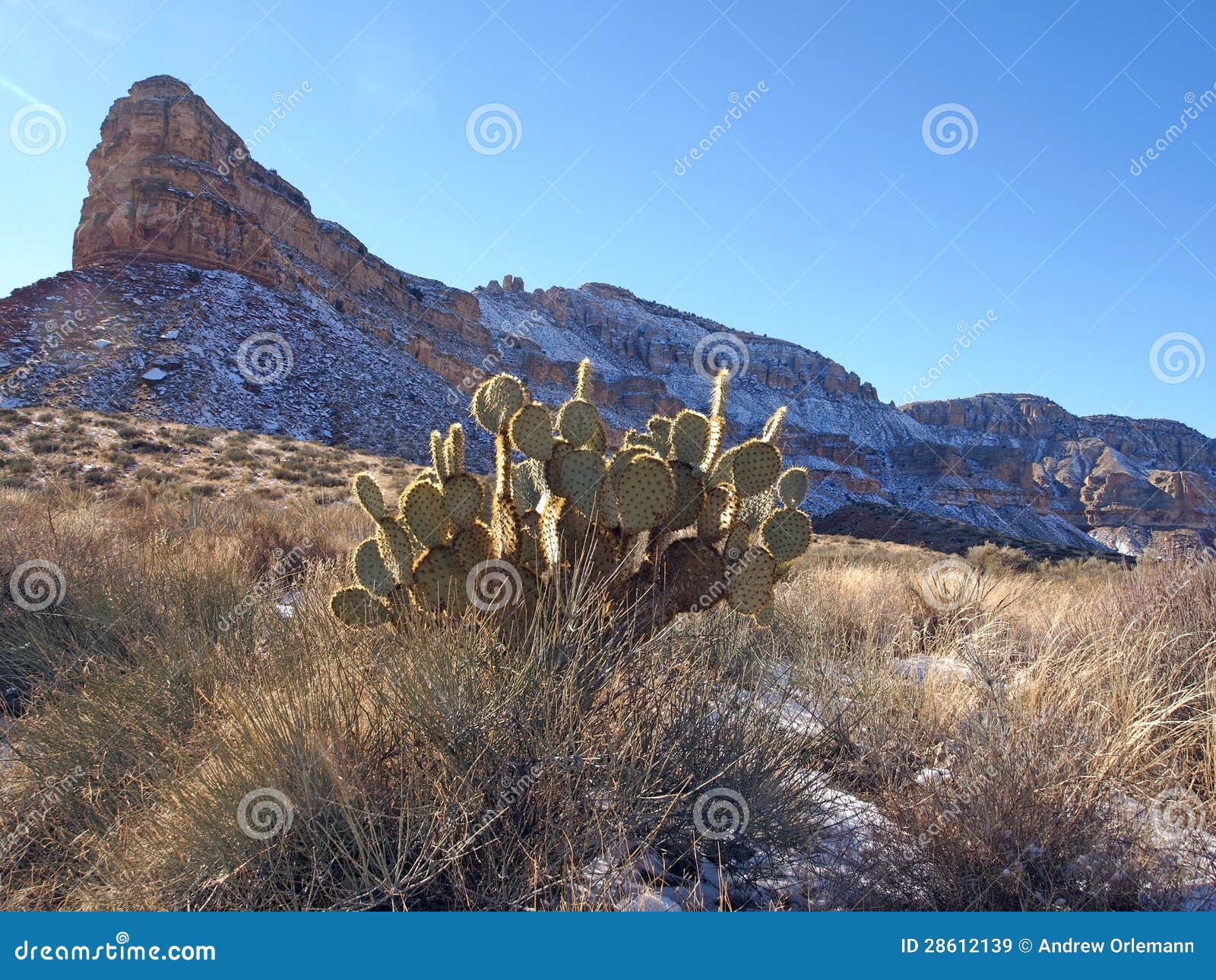 Arizona Cactus stock image. Image of sandstone, southwest - 28612139