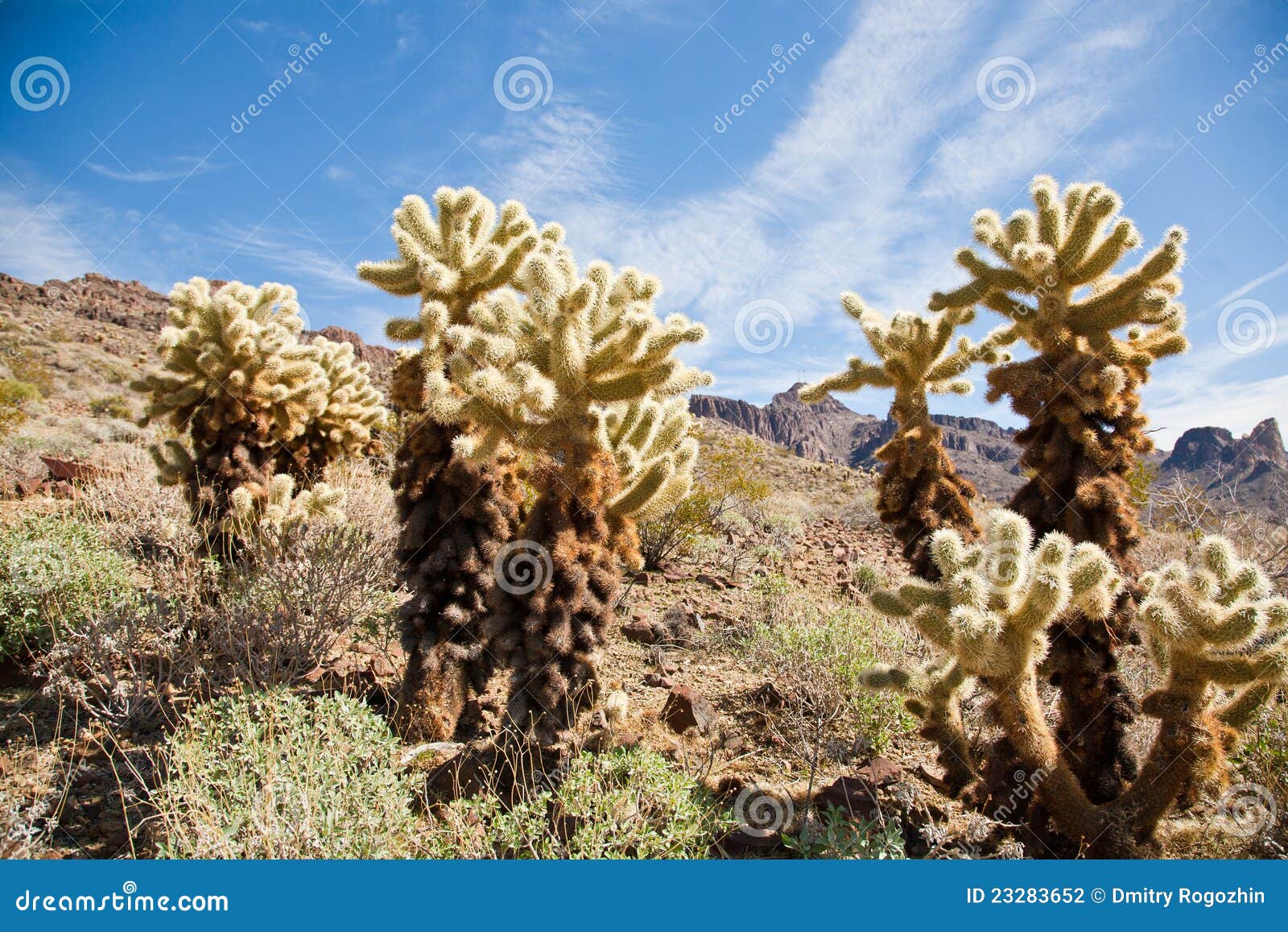 Arizona cactus trees stock photo. Image of sign, kicks - 23283652