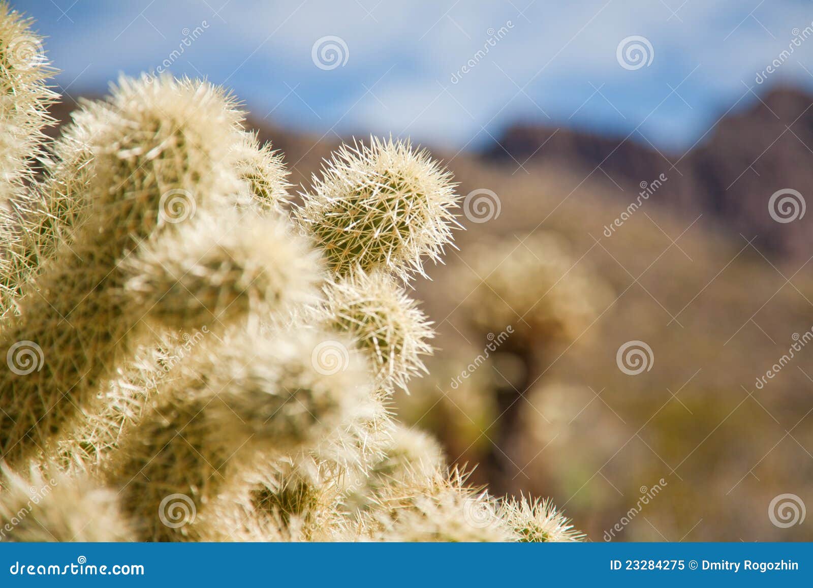 Arizona cactus trees stock image. Image of scenery, route - 23284275