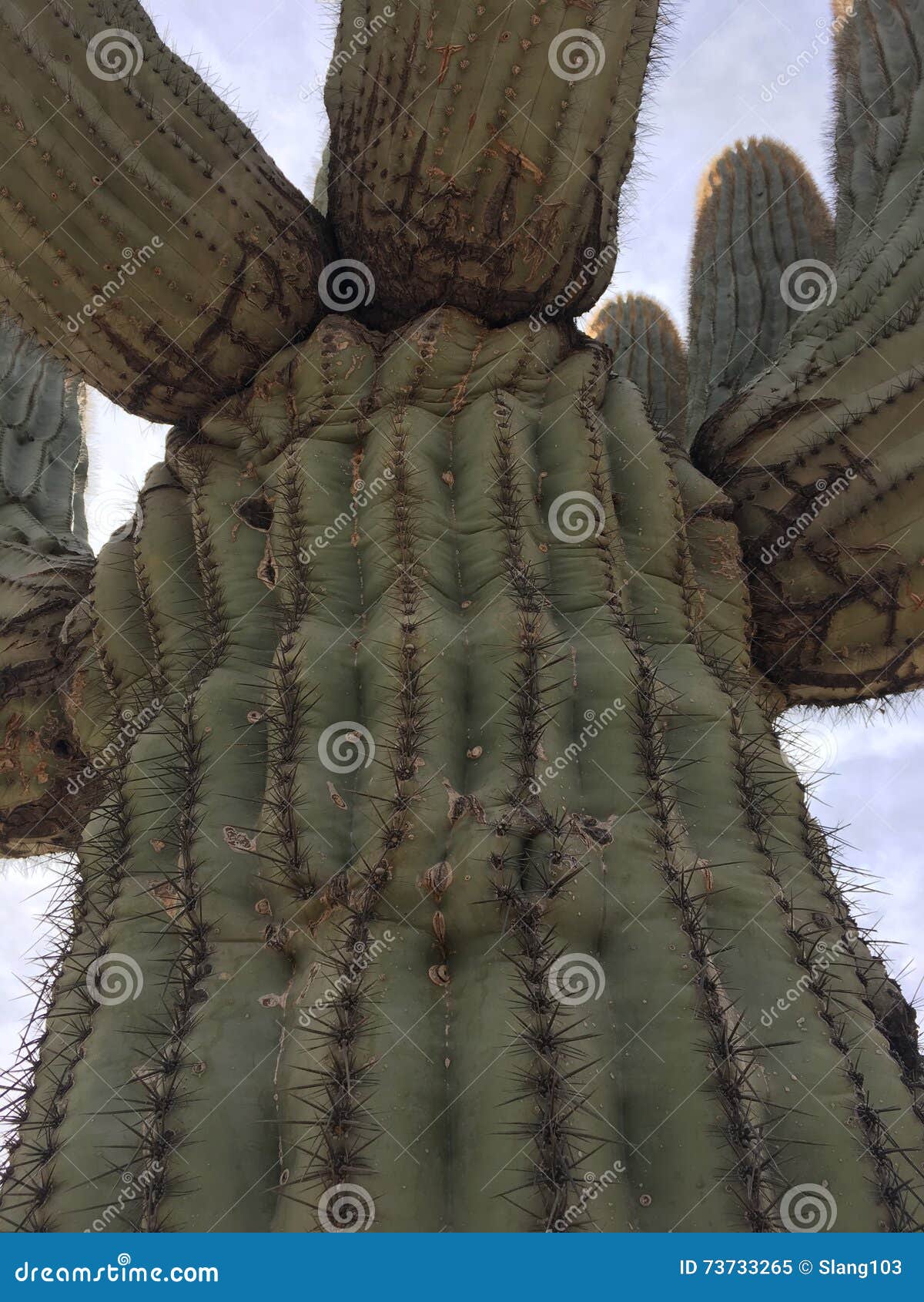 Arizona Cactus stock image. Image of arizona, cactus - 73733265