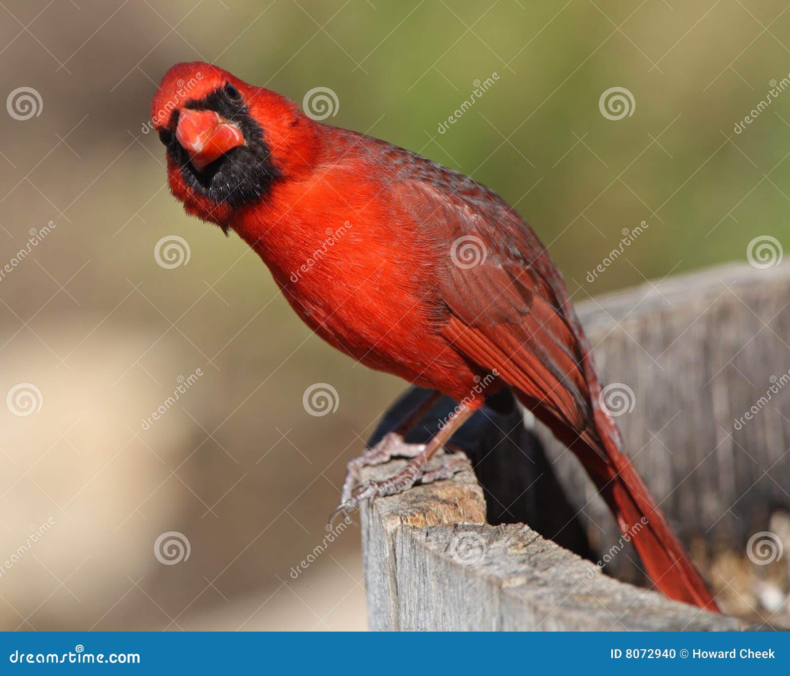 Arizona Cardinal Stretch stock photo. Image of feathered - 8072940