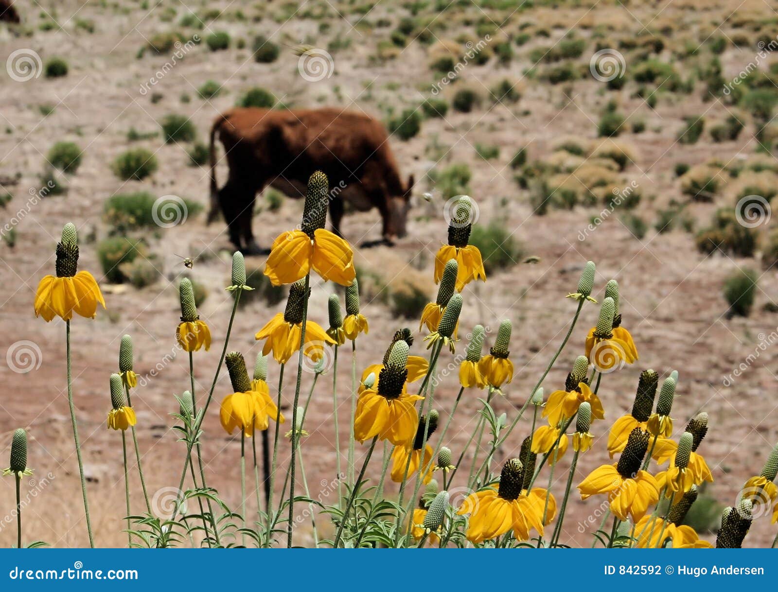 Arizona Cattle Farms at Lisa Post blog