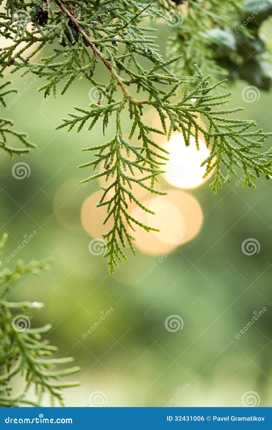 Arizona cypress stock photo. Image of forest, cupressus - 32431006
