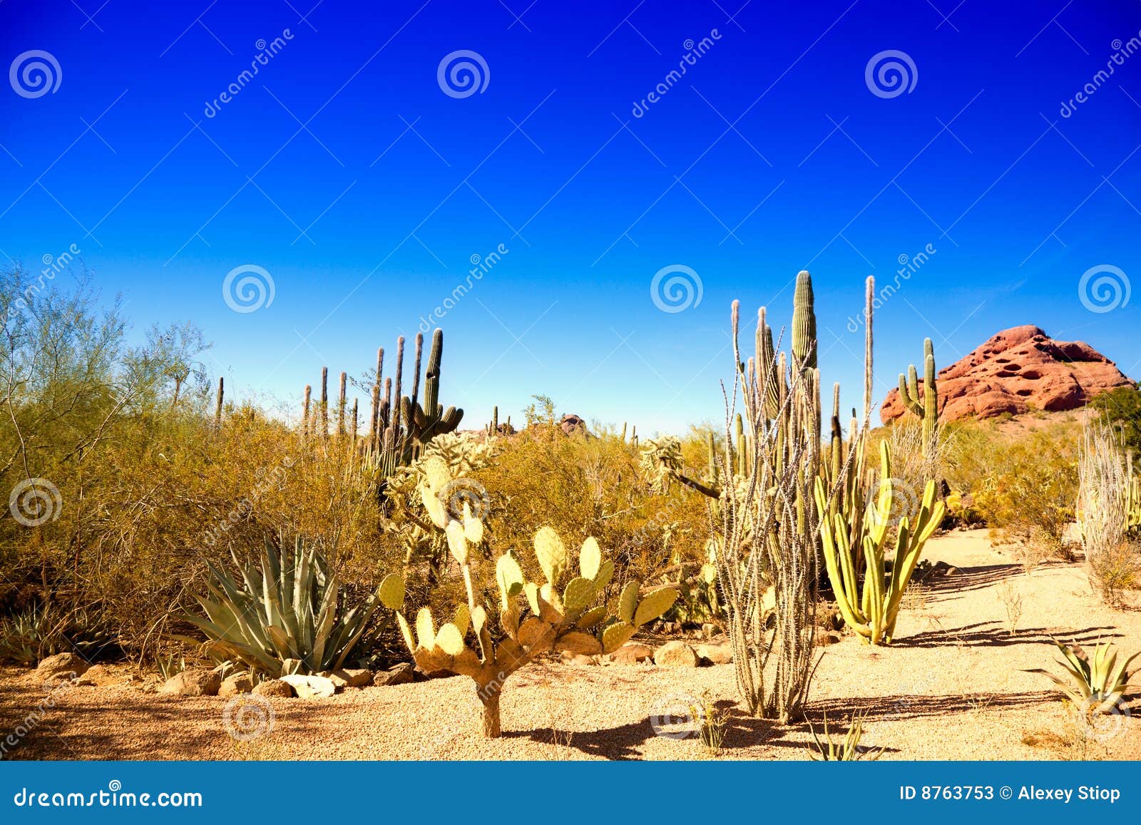 Arizona desert stock image. Image of southwest, clear - 8763753