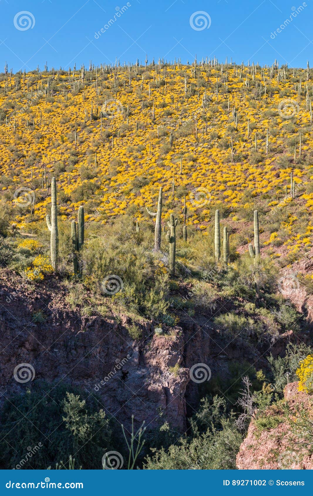 Arizona Desert Blooming in Spring Stock Photo - Image of wildflowers ...
