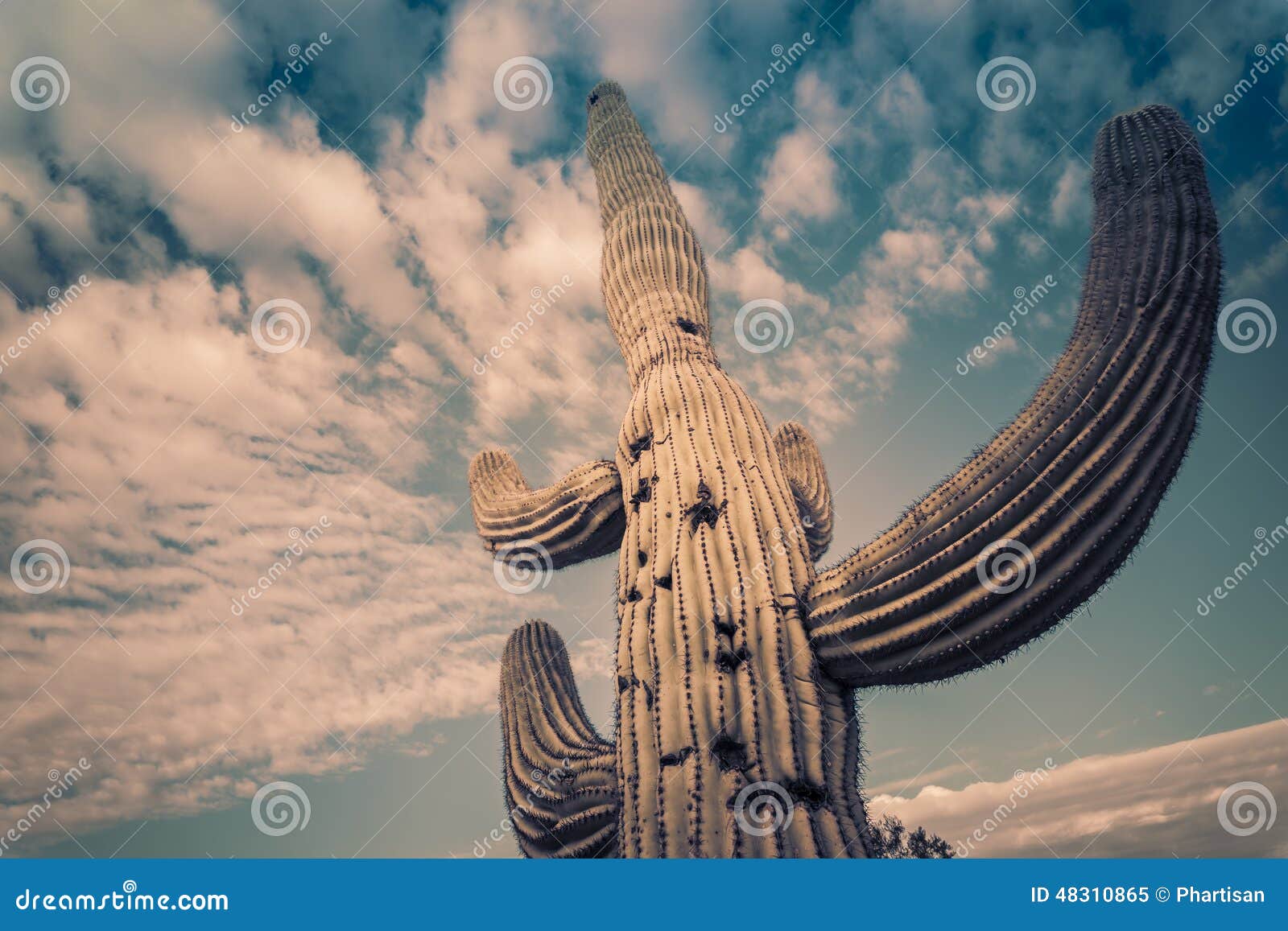 Arizona Desert Cactus Tree Landscape Stock Image - Image of phoenix ...