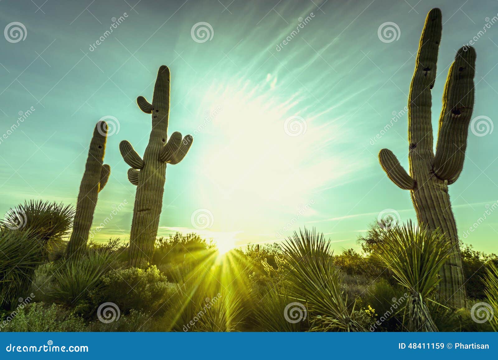 Arizona Desert Cactus Tree Landscape Stock Image - Image of retriever ...