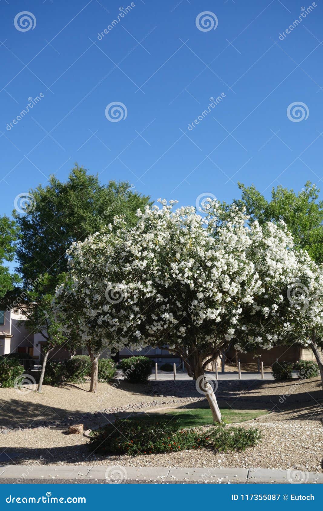 Arizona White Oleander stock image. Image of boulder - 117355087