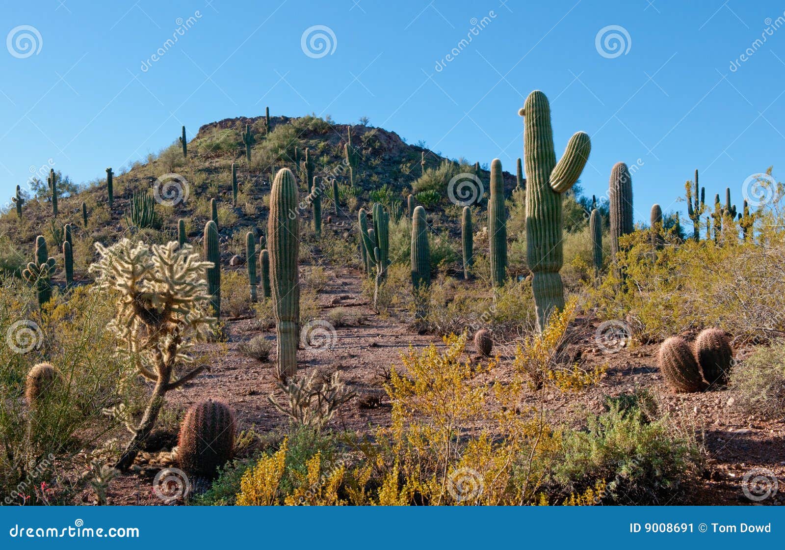 Arizona Desert Landscape stock image. Image of cactus - 9008691