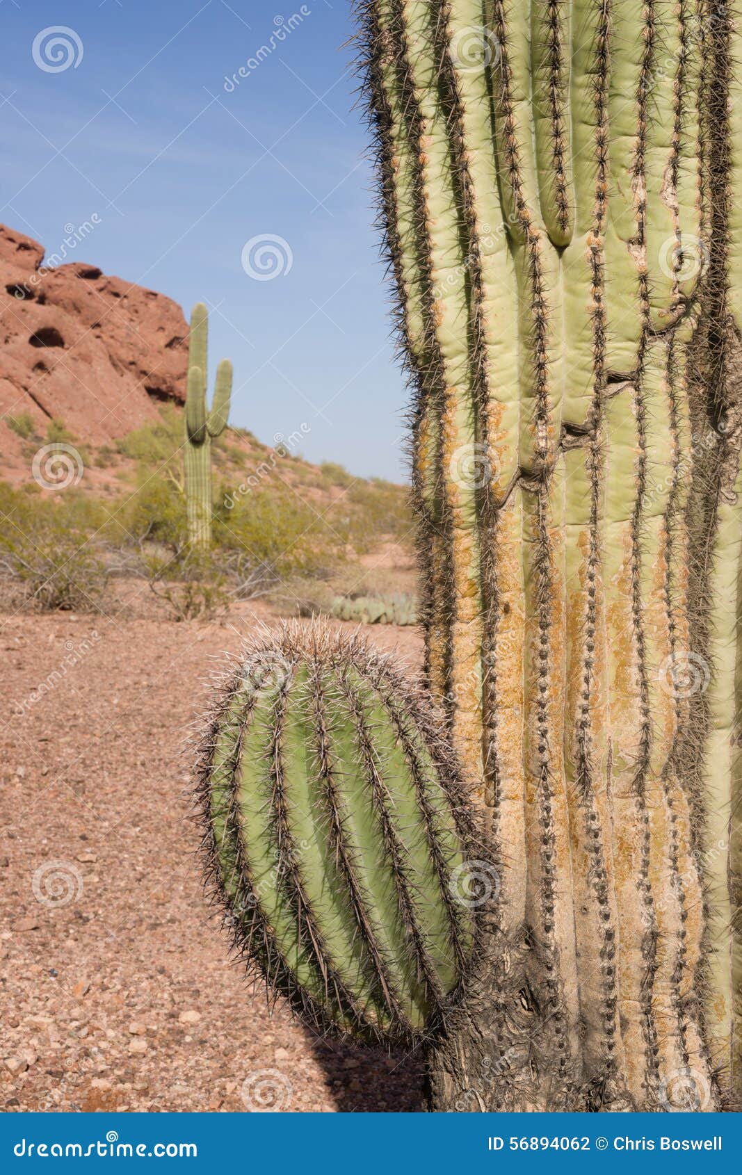 Arizona Desert Landscape Red Rocks Cactus Arid Landscape Stock Photo ...