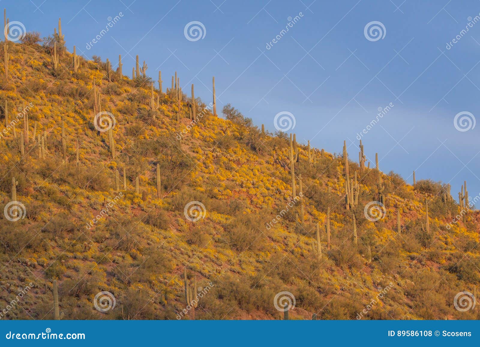 Arizona Desert Spring Bloom Stock Photo - Image of nature, desert: 89586108