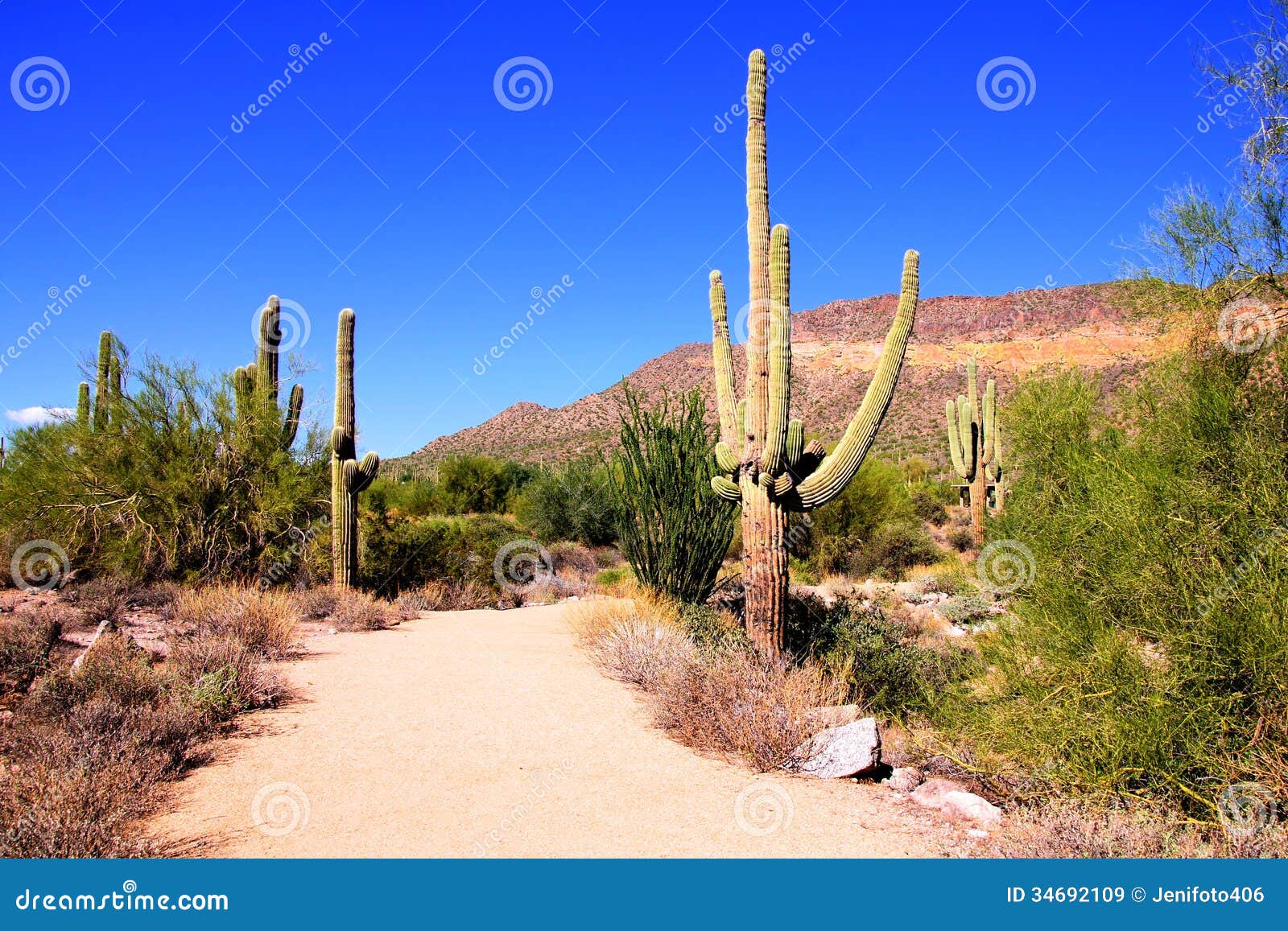 Arizona desert stock image. Image of nature, american - 34692109