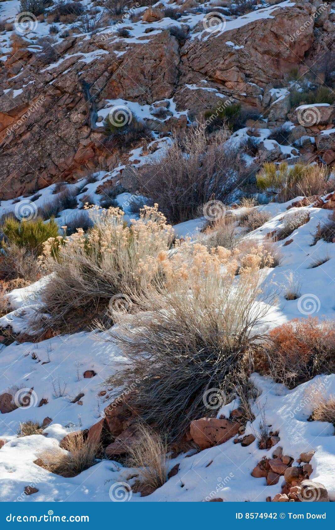 Arizona desert in winter stock photo. Image of outside - 8574942