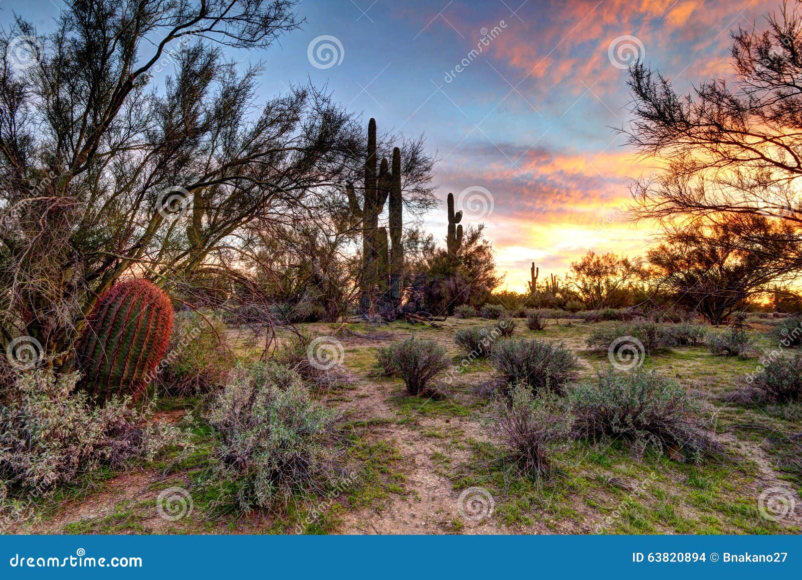 Arizona Desertscape stock photo. Image of arizona, desertscape - 63820894