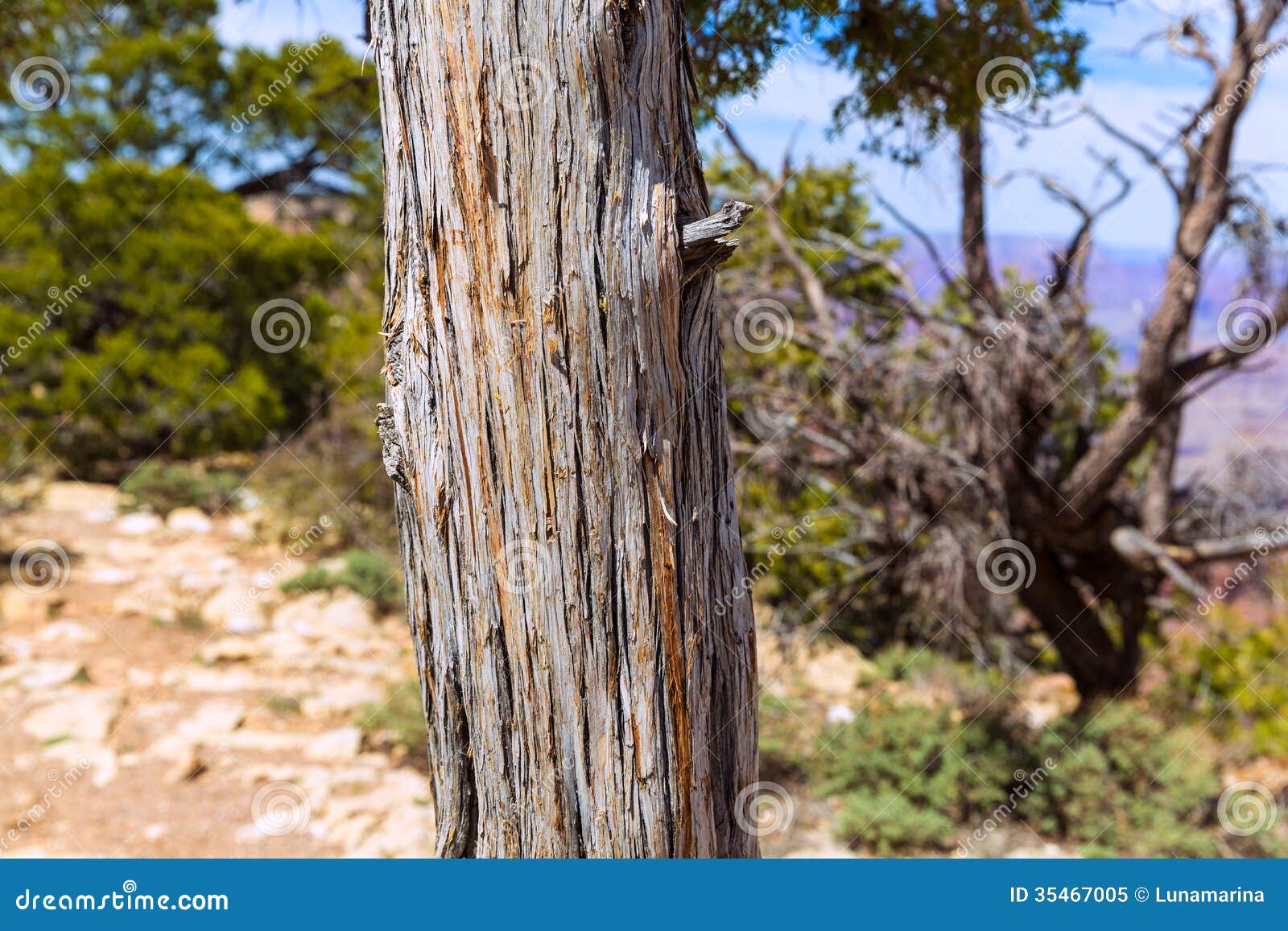 Arizona Grand Canyon Juniper Tree Trunk Texture Stock Image - Image of ...