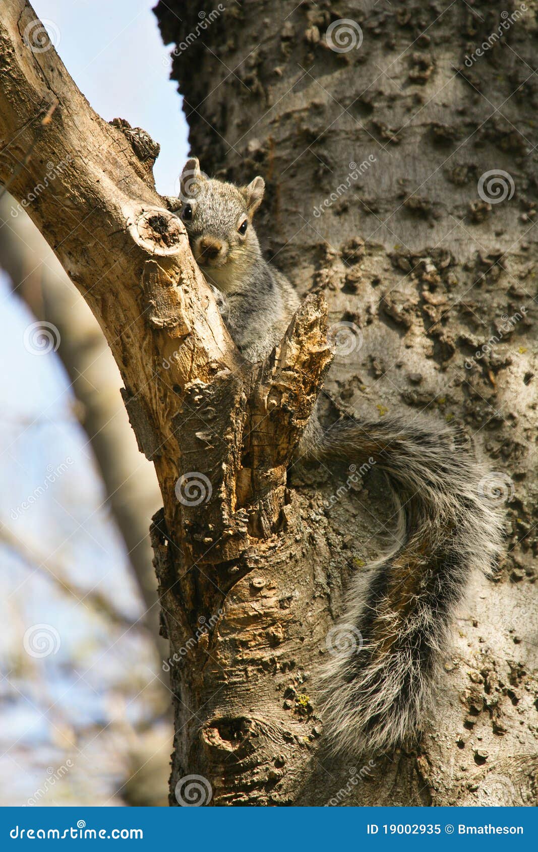 Arizona Gray Squirrel stock image. Image of grey, gentle - 19002935