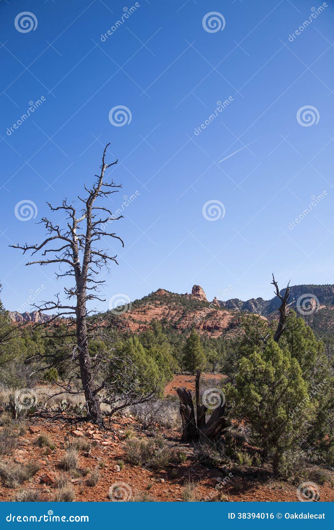 Arizona High Desert Landscape Scene Stock Photo - Image of brown, bush ...