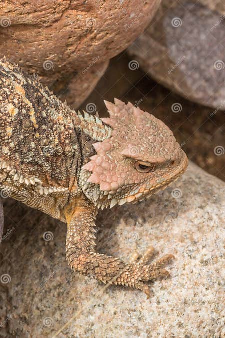 Arizona Horned Toad stock photo. Image of animal, wildlife - 110648244