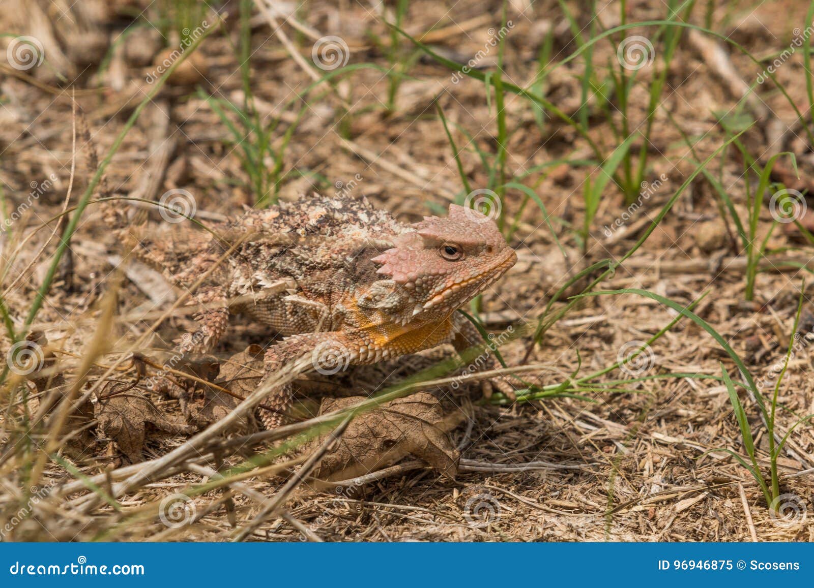 Arizona Horned Toad Lizard stock image. Image of arizona - 96946875