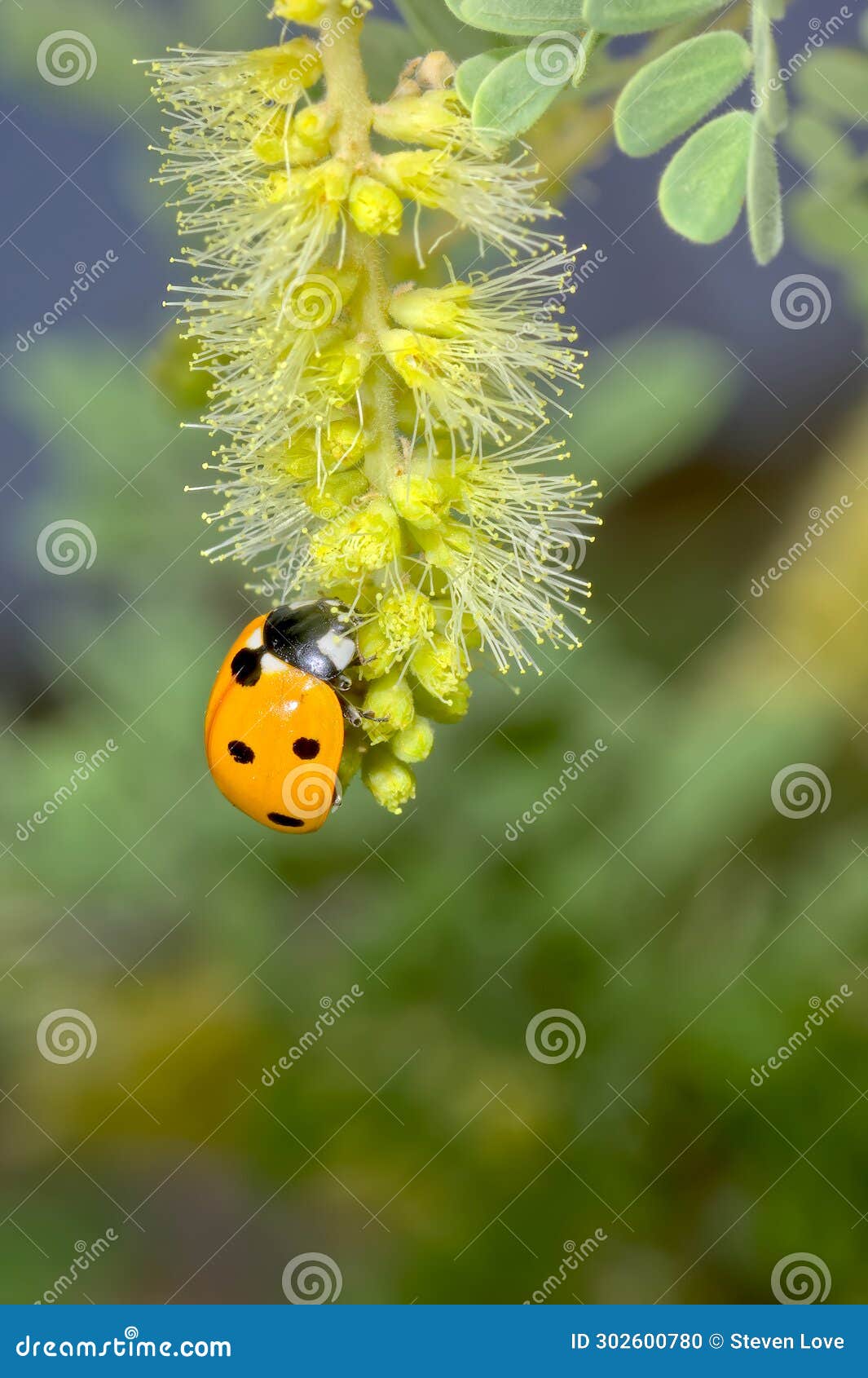Arizona Ladybug Feeding on a Mesquite Flower Stock Photo - Image of ...