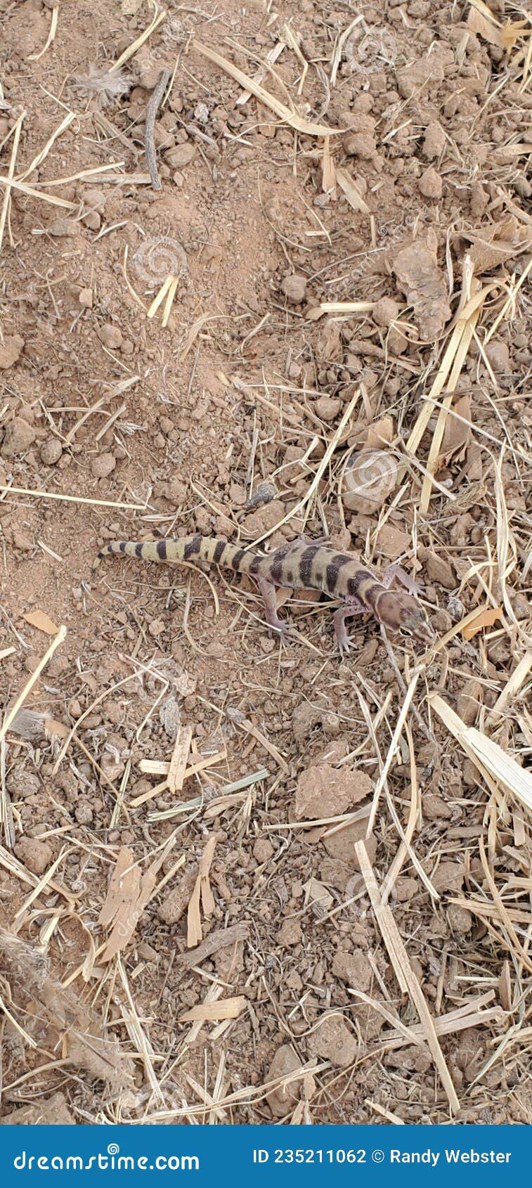 Arizona lizard stock photo. Image of dirt, wildlife - 235211062