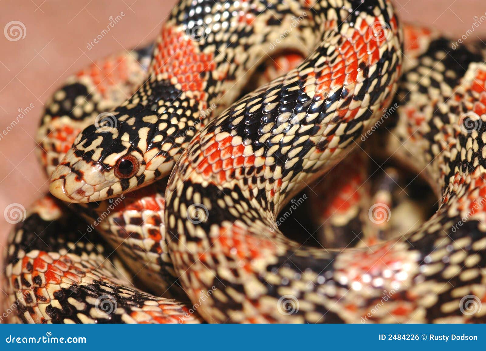 Arizona Longnose Snake stock photo. Image of focus, animal - 2484226