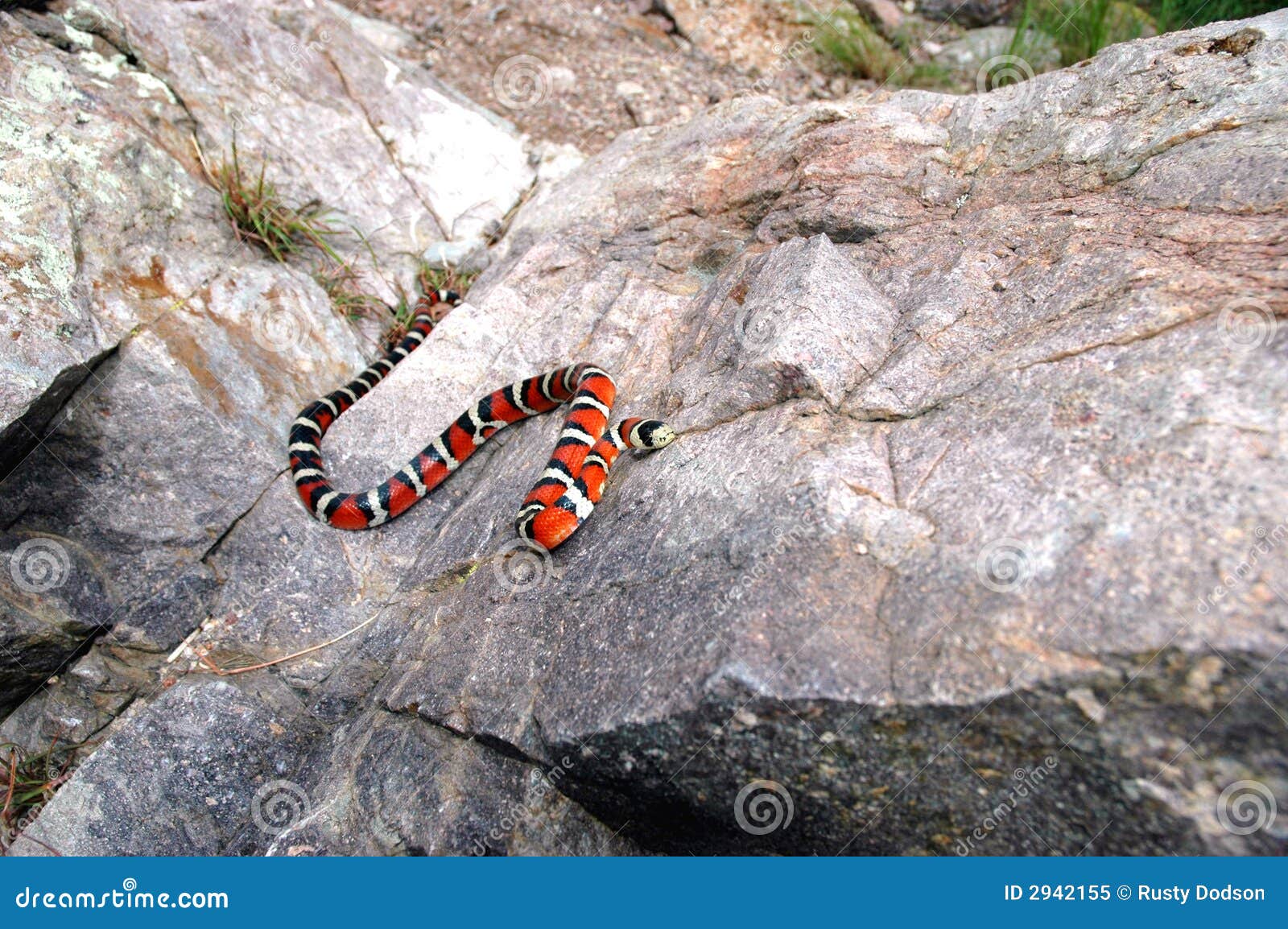 Arizona Mountain Kingsnake stock image. Image of wildlife - 2942155