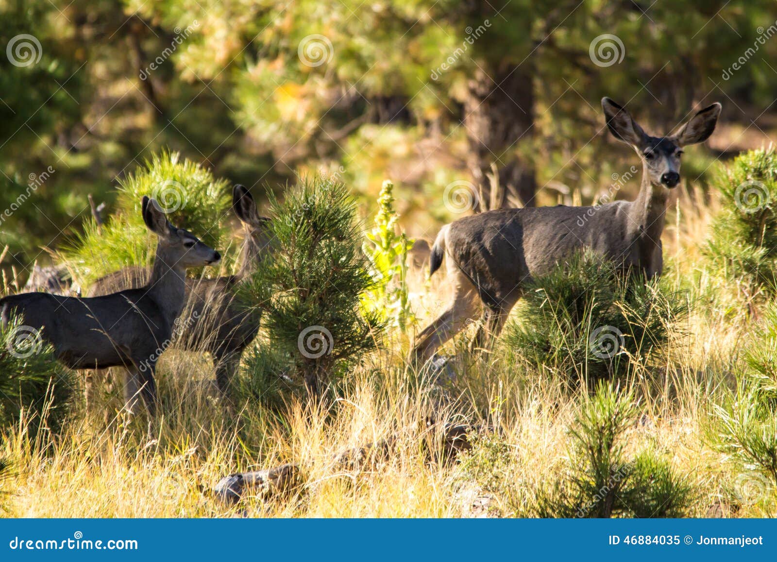 Arizona Mule Deer stock image. Image of adventure, horns - 46884035
