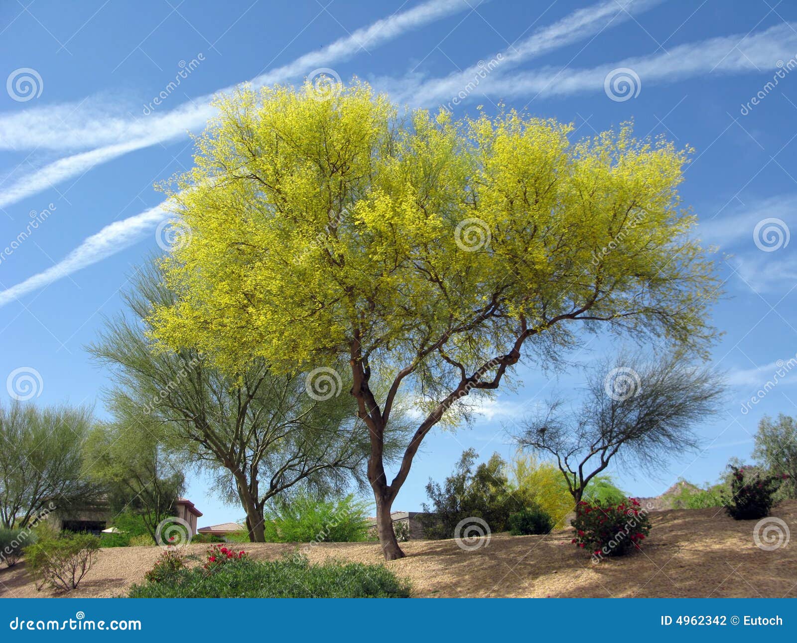 Palo Verde Tree, Sonora Desert, Spring And In Bloom Royalty-Free Stock ...