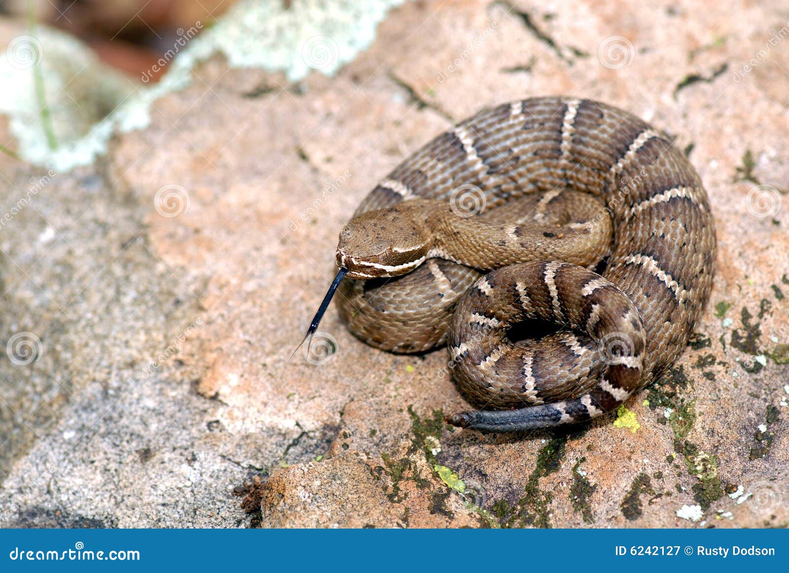 Arizona Ridgenose Rattlesnake Stock Image - Image of venomous ...