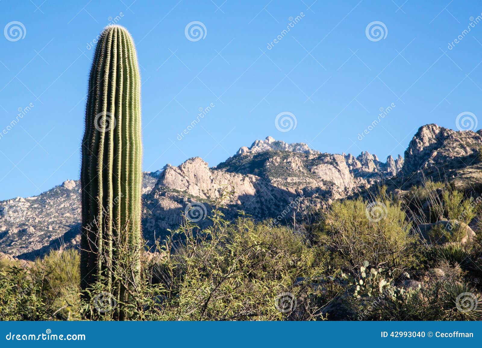 Arizona S Catalina State Park Stock Photo - Image of landscape, tourism ...