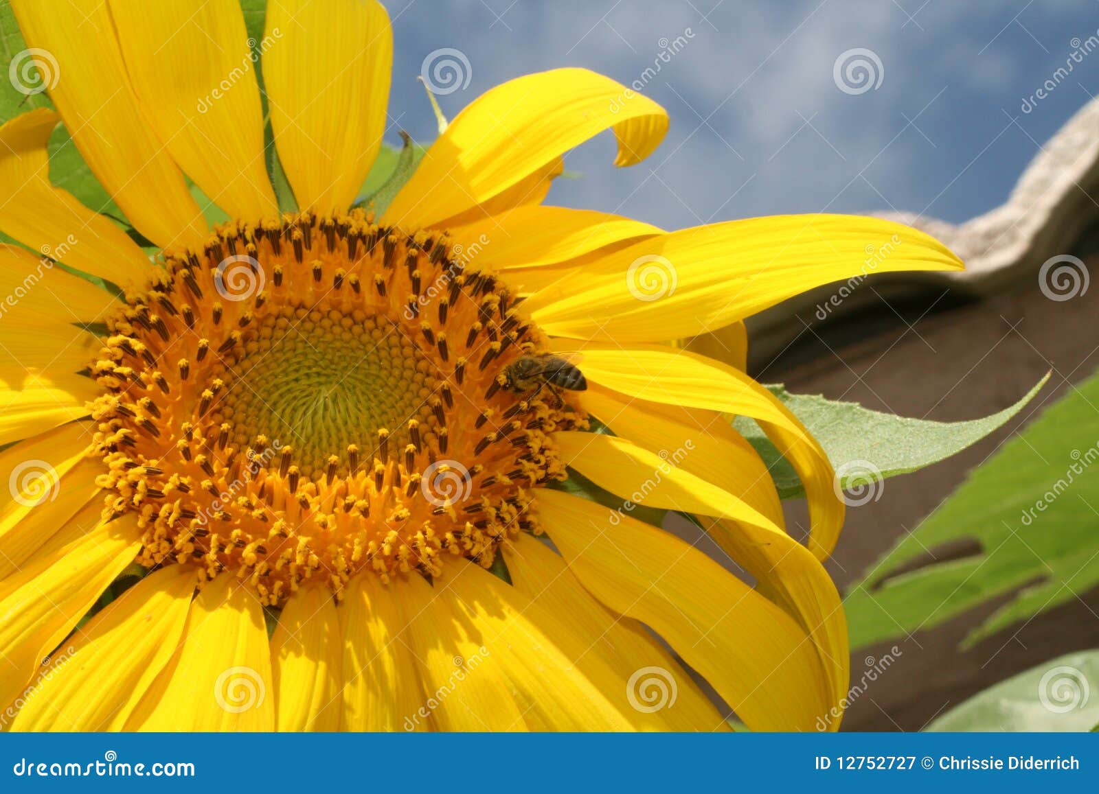 Arizona Sunflower stock image. Image of arizona, yellow - 12752727